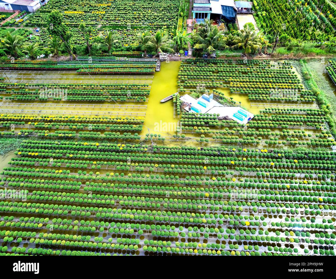 The garden water of Yellow Daisies, aerial view, preparing to harvest ...