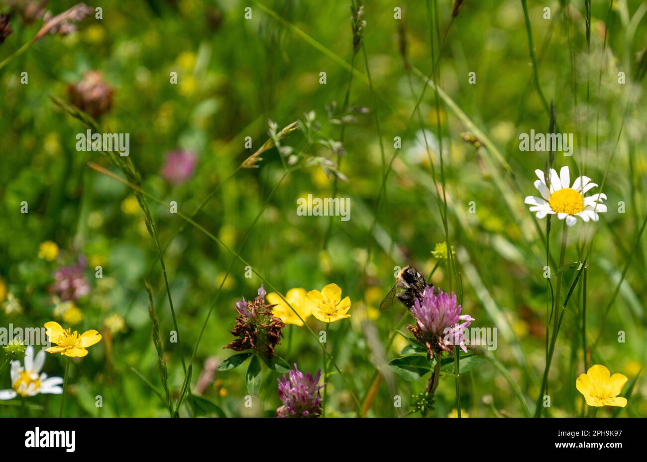 Insects fertilizing the plants on the flower meadow in summer Stock ...