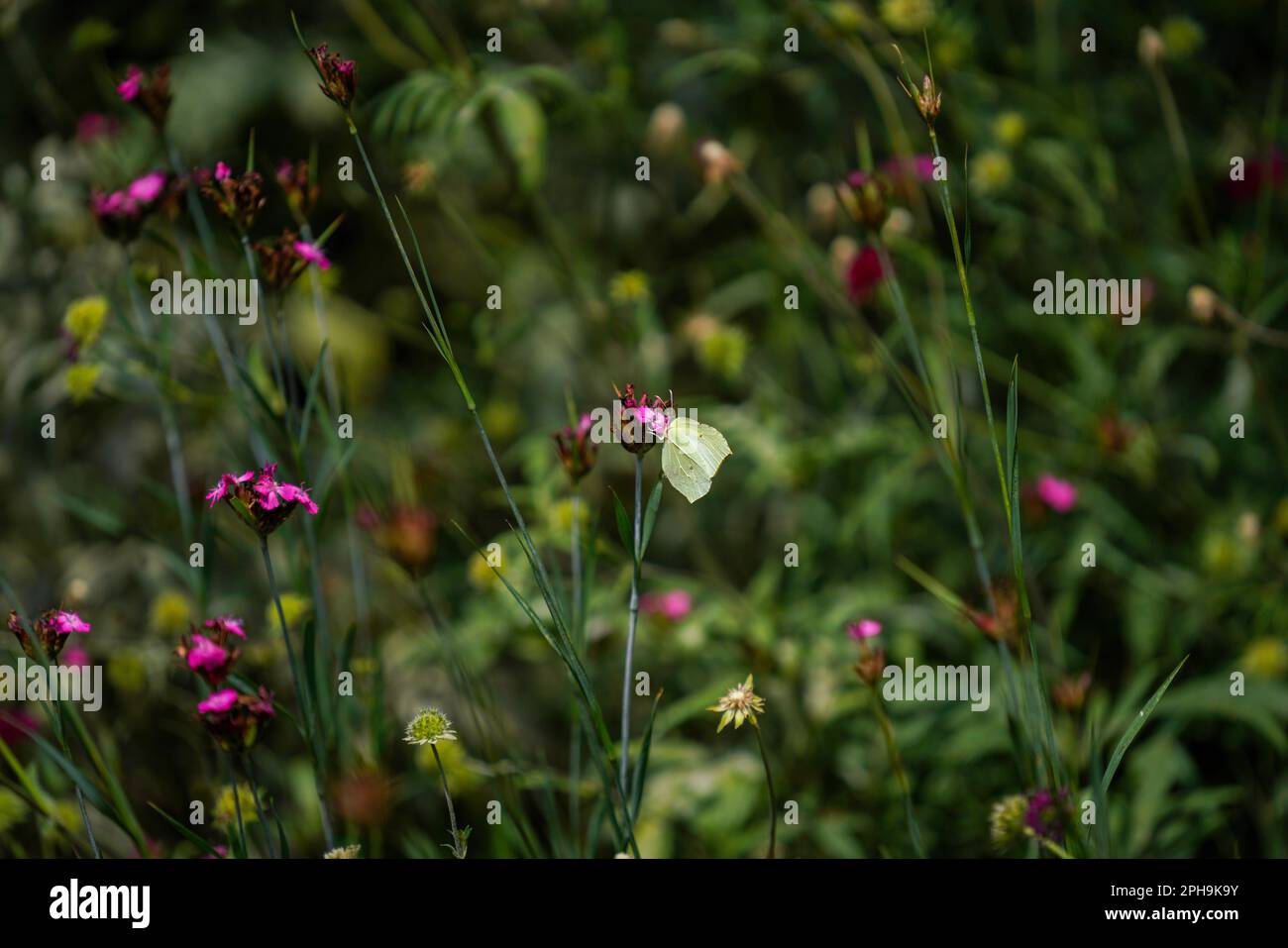 Insects fertilizing the plants on the flower meadow in summer Stock ...