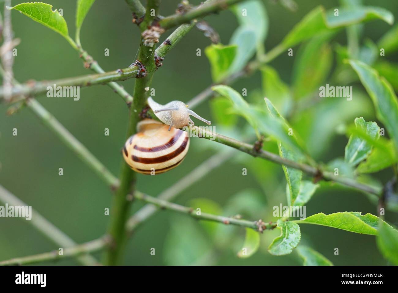 little snail on a sheet, grass in the beautiful nature Stock Photo - Alamy