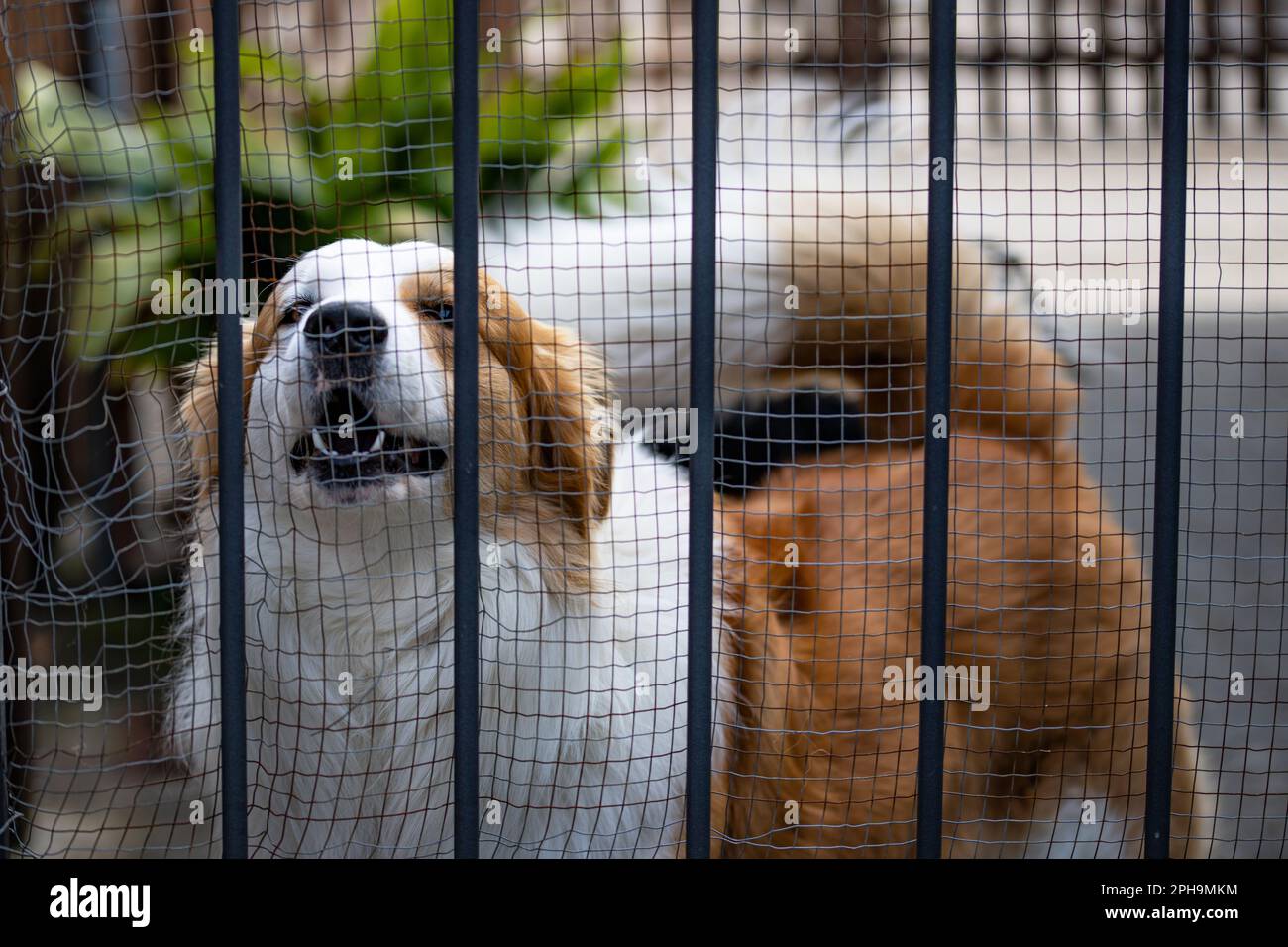 dog in cage Stock Photo - Alamy