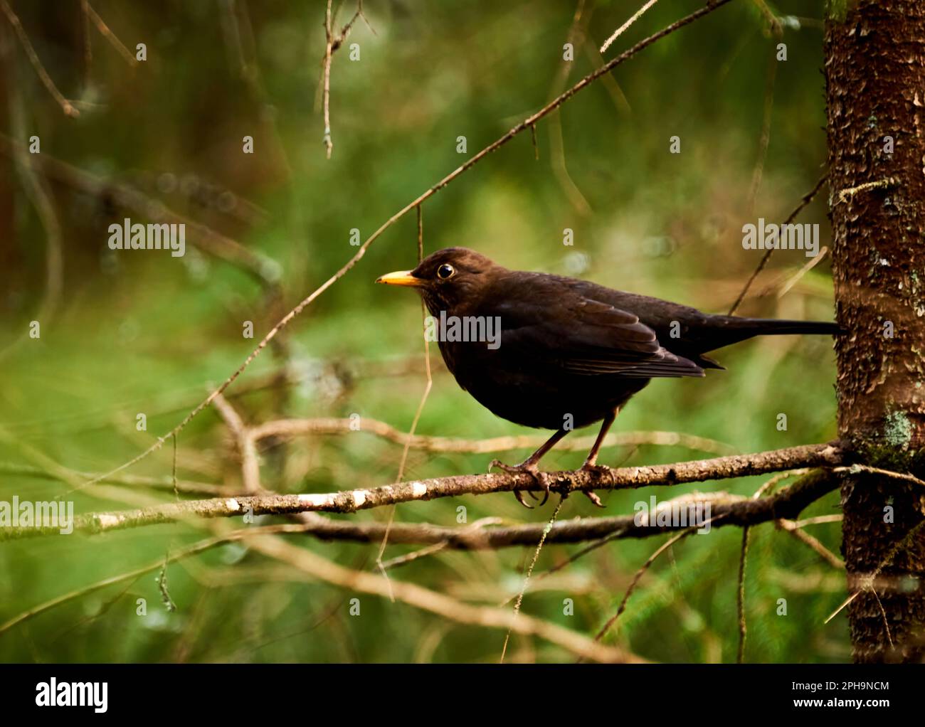 Slender black bird hi-res stock photography and images - Alamy