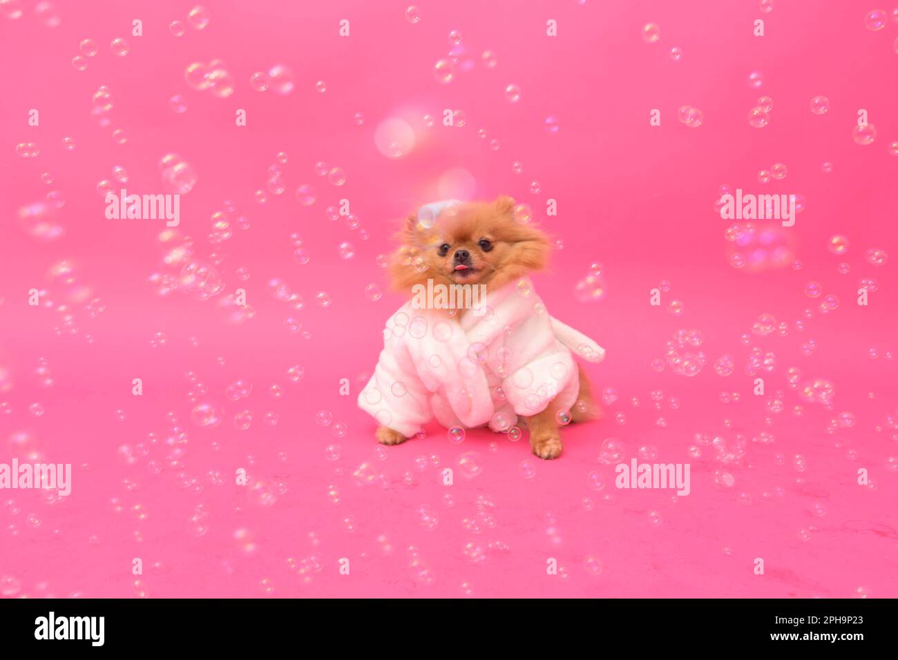 An adorable Pomeranian dog wearing a robe sitting on a pink background ...