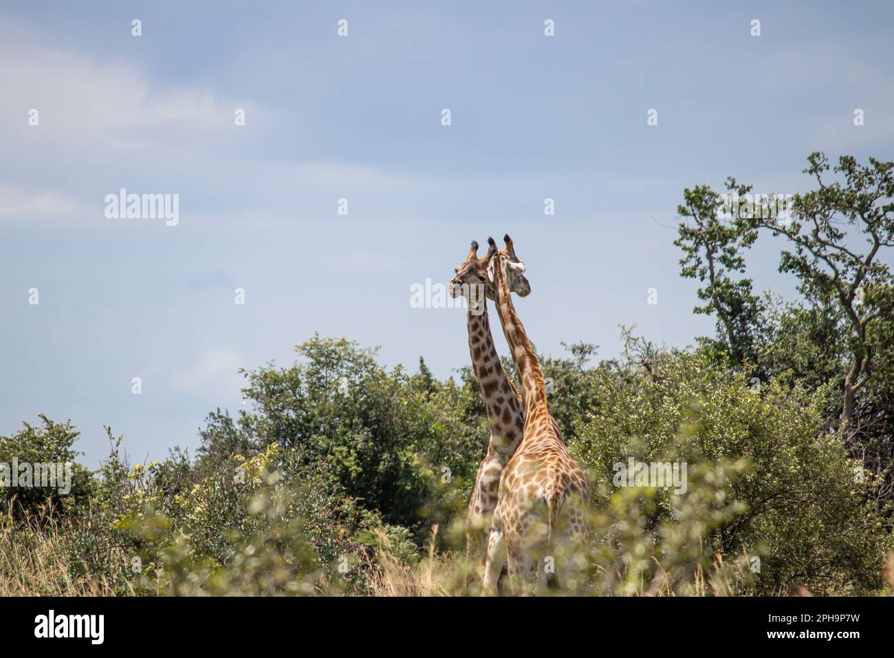 Couple of Giraffes in animal mating love game in savannah, in Imire ...