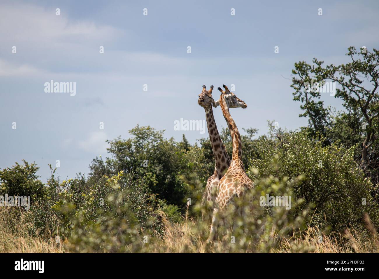 Couple of Giraffes in animal mating love game in savannah, in Imire ...