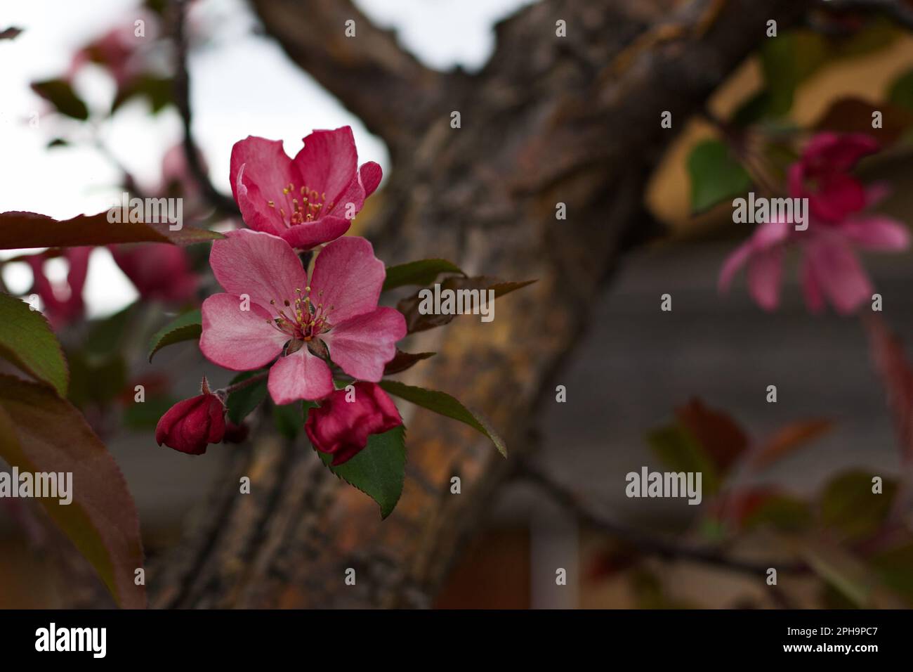 A vibrant, close-up shot of pink blossom on a slender tree branch, in ...