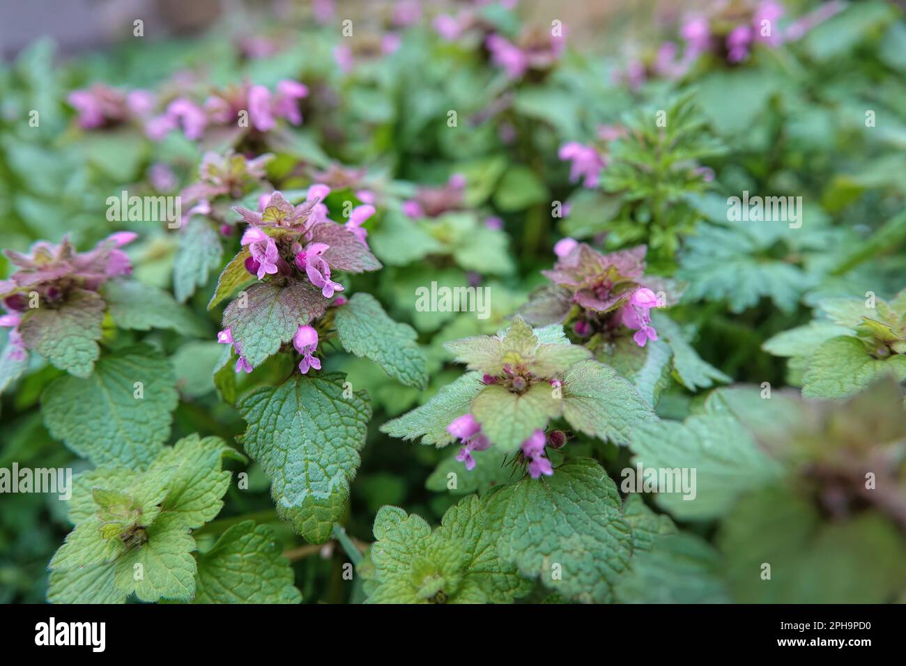 Natural wide angle closeup on a purple archangel, dead-nettle, Lamium ...