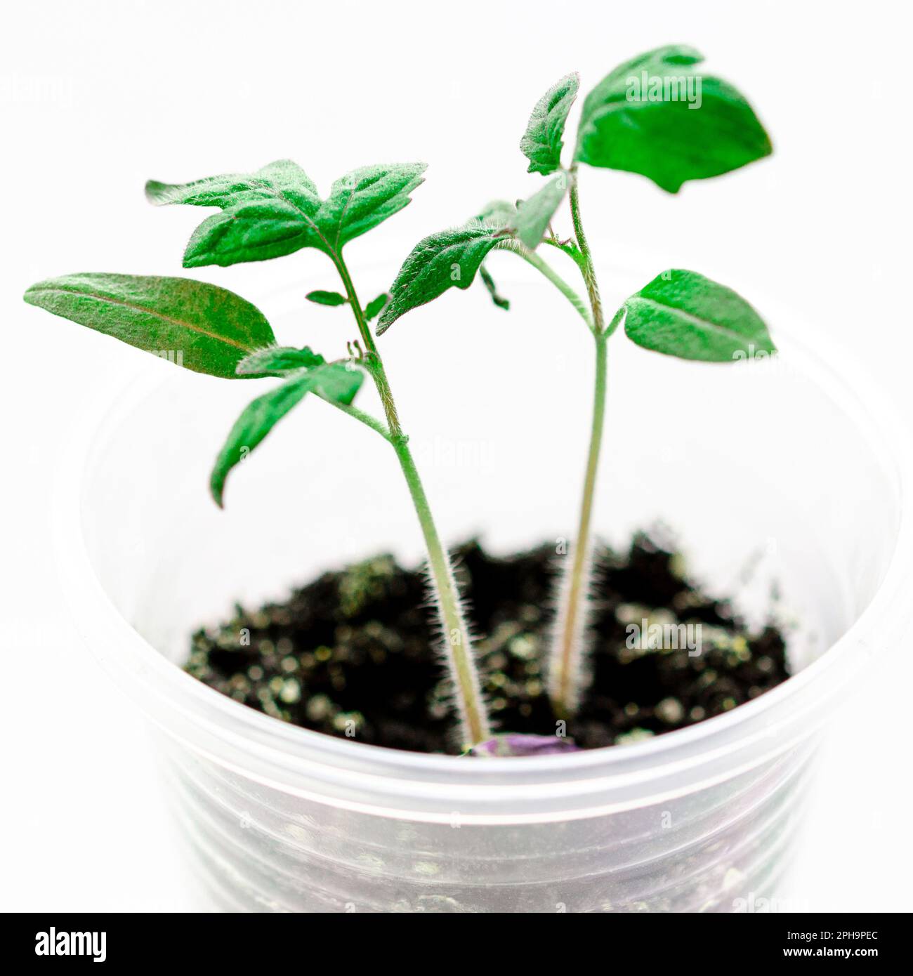 Young tomato seedlings are ready for planting in the greenhouse Stock ...