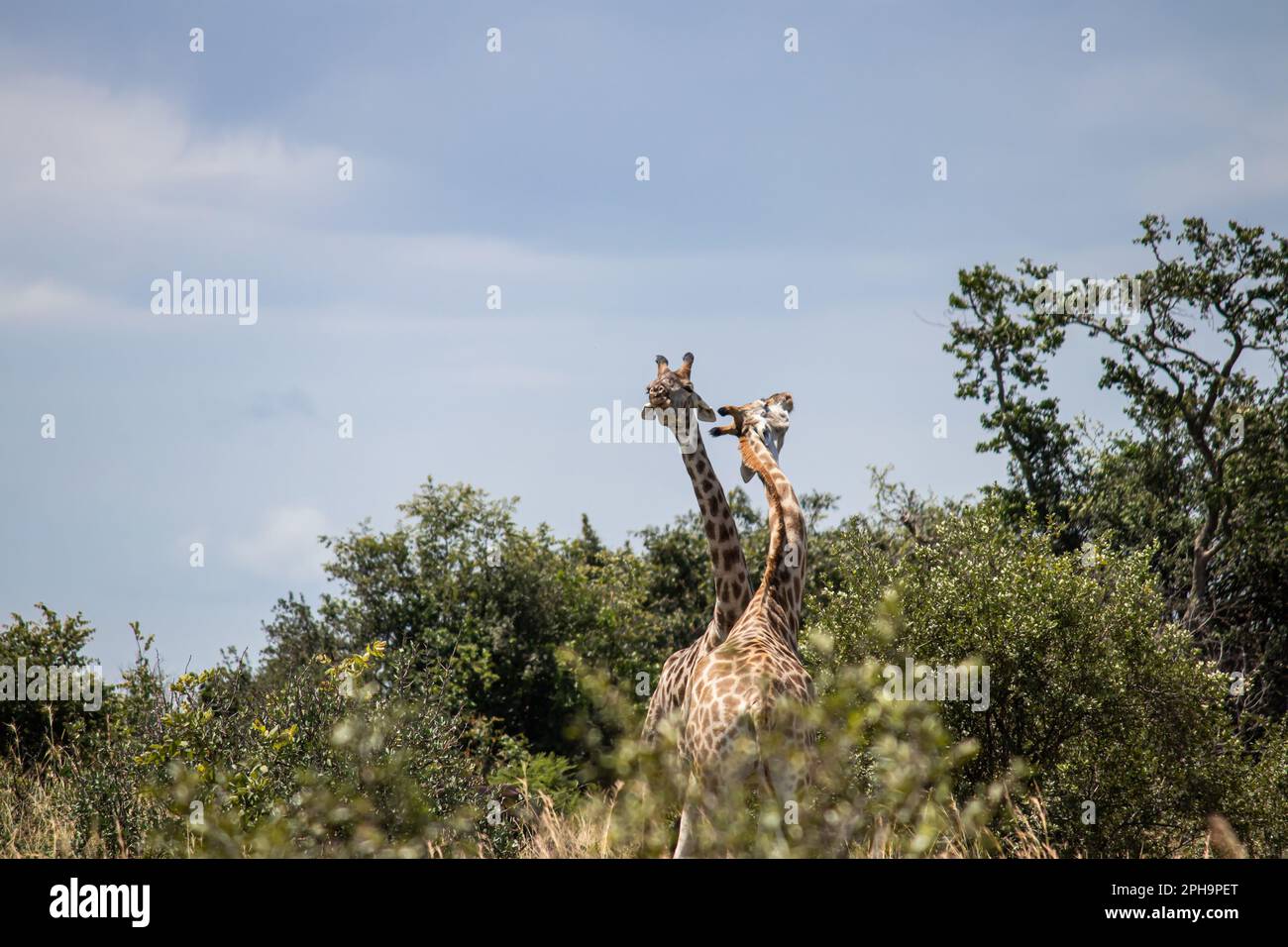 Couple of Giraffes in animal mating love game in savannah, in Imire ...