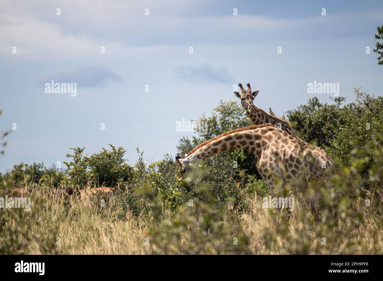Couple of Giraffes in animal mating love game in savannah, in Imire ...