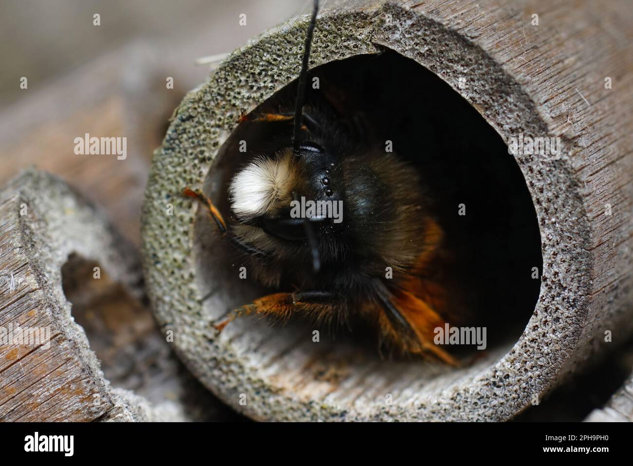 Mason bee isolated hi-res stock photography and images - Alamy