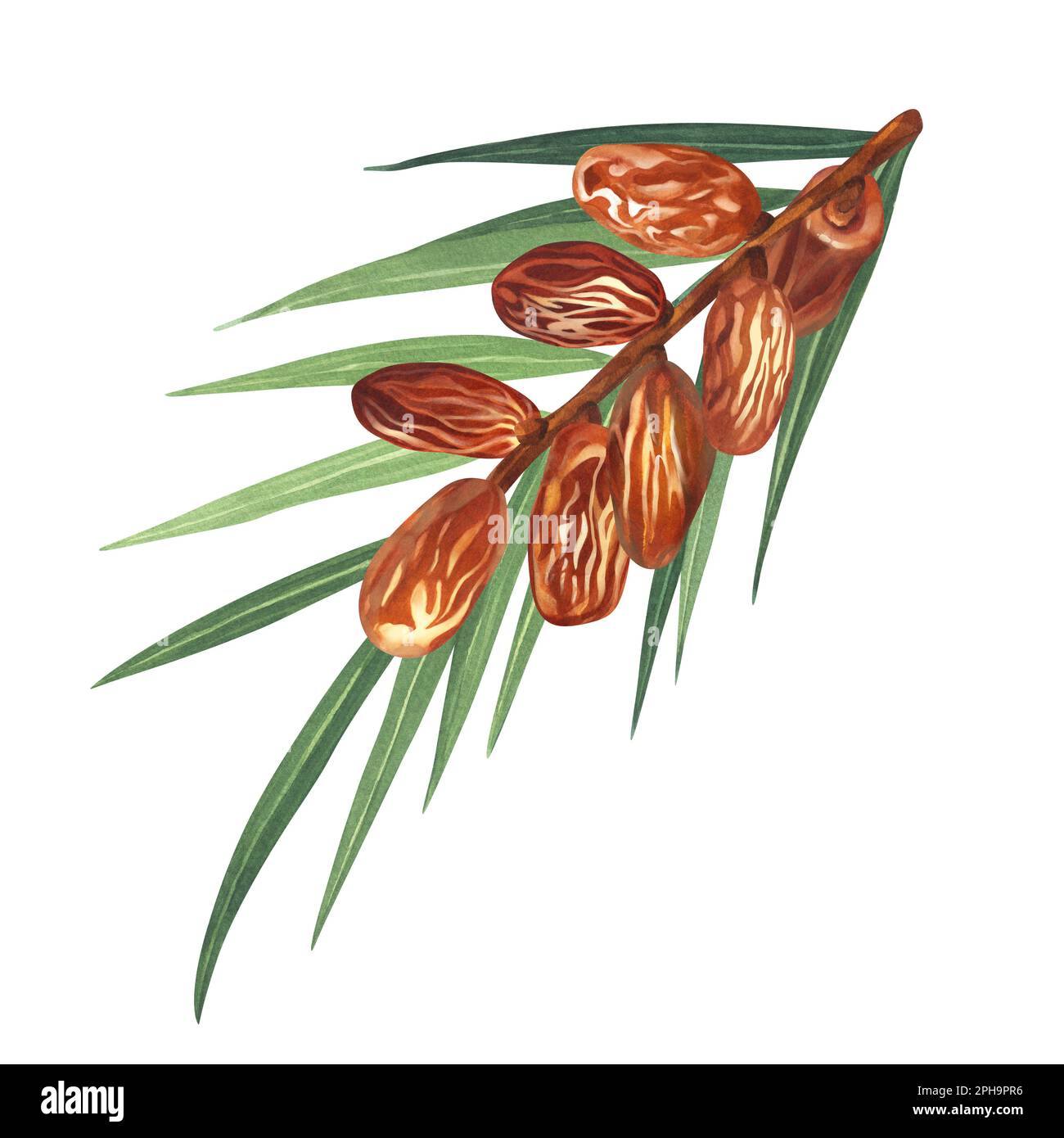 Watercolor dry dates fruit and leave palm. Hand-drawn illustration ...