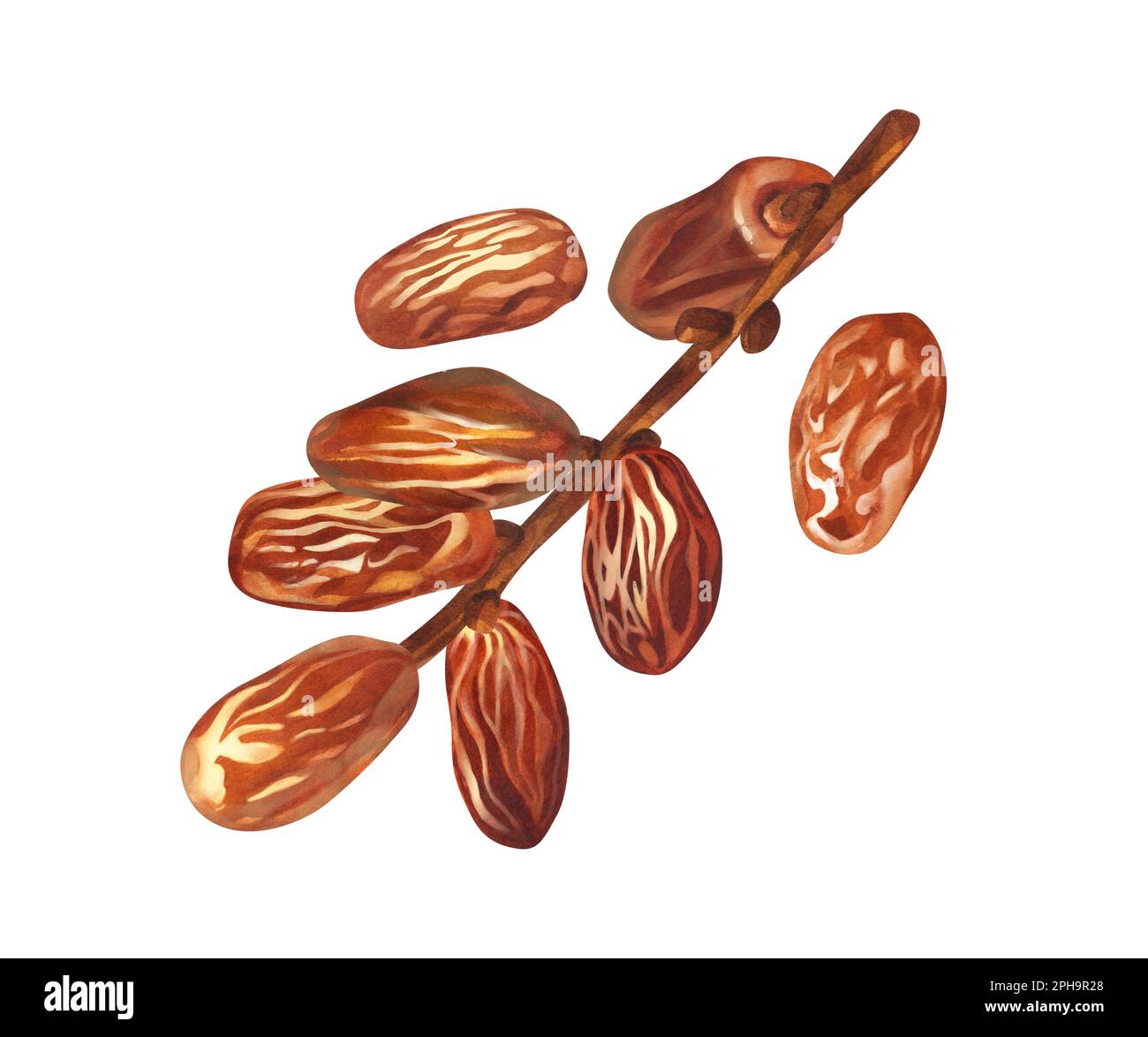 Watercolor dry palm dates fruit. Hand-drawn illustration isolated on ...