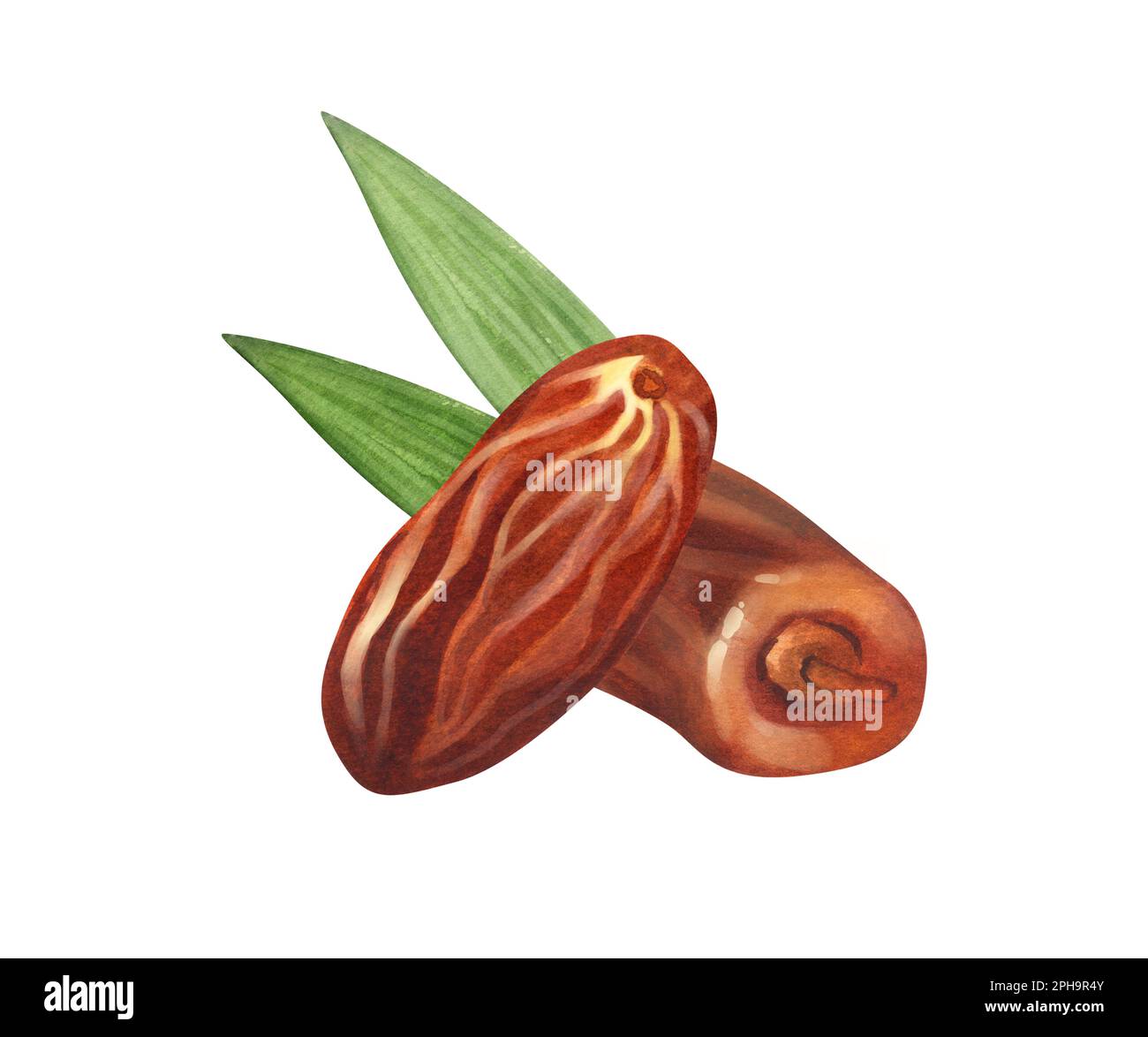 Watercolor dry palm dates fruit. Hand-drawn illustration isolated on ...