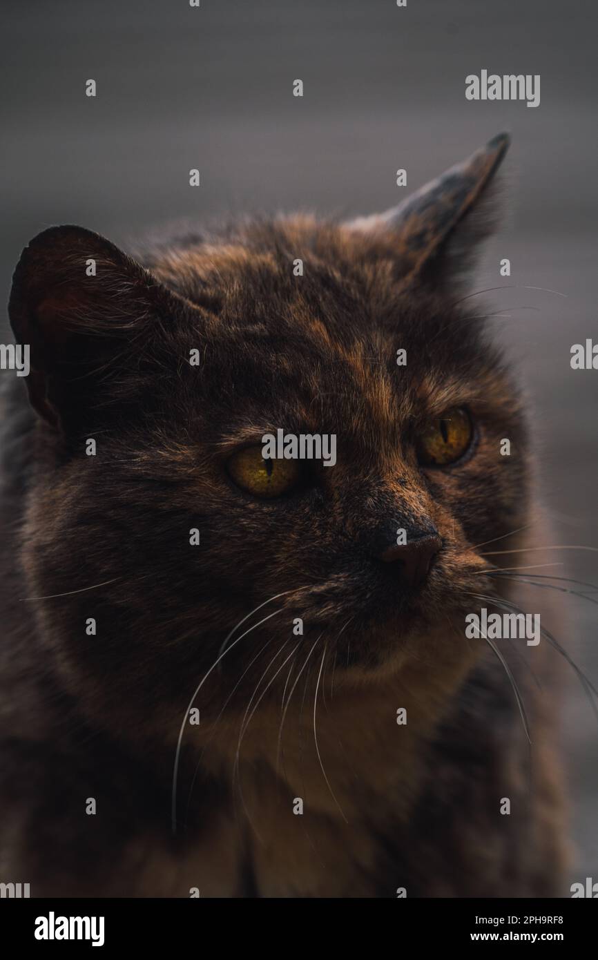 Yellow furred hi-res stock photography and images - Alamy