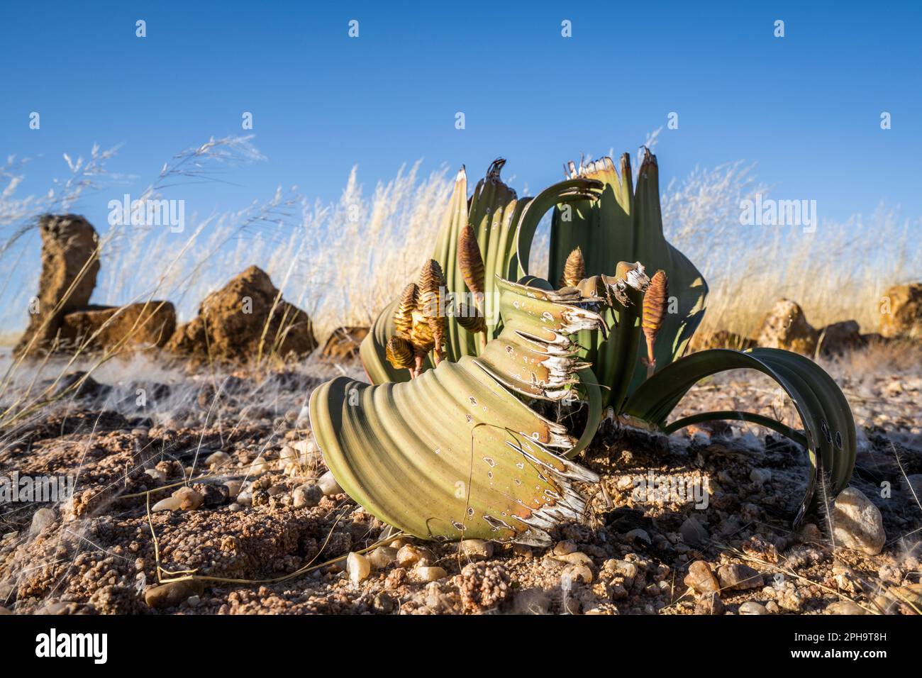 Welwitschias, Welwitschia mirabilis, plant with blossoms and blue sky ...