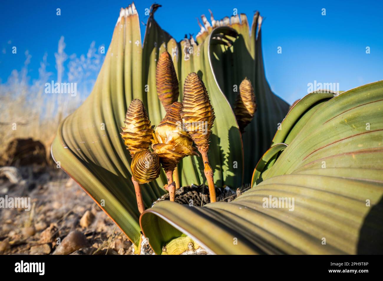 Welwitschias, Welwitschia mirabilis, plant with blossoms and blue sky ...