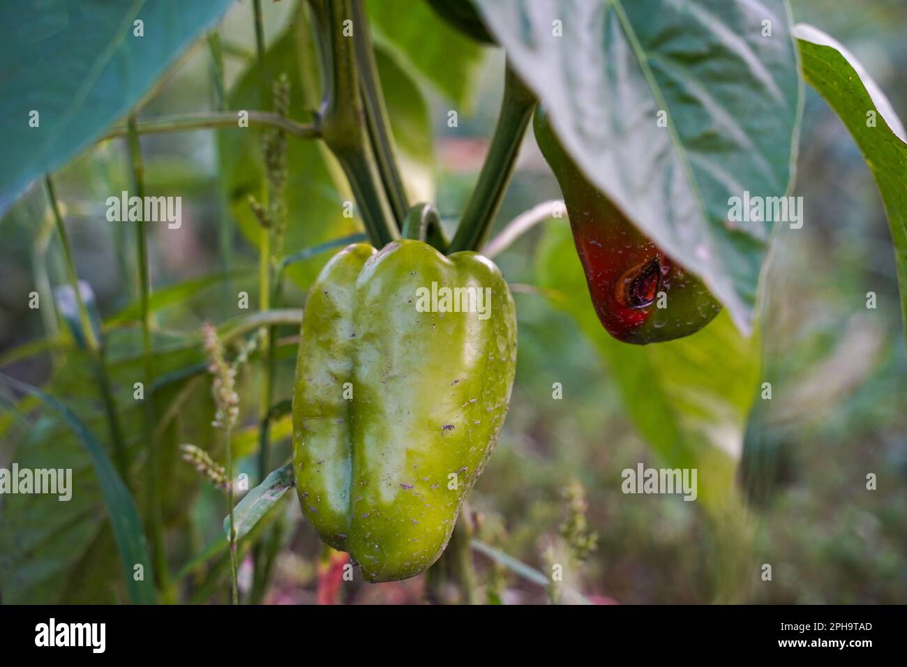 Green natural sweet pepper under the leaf. Environmentally friendly ...