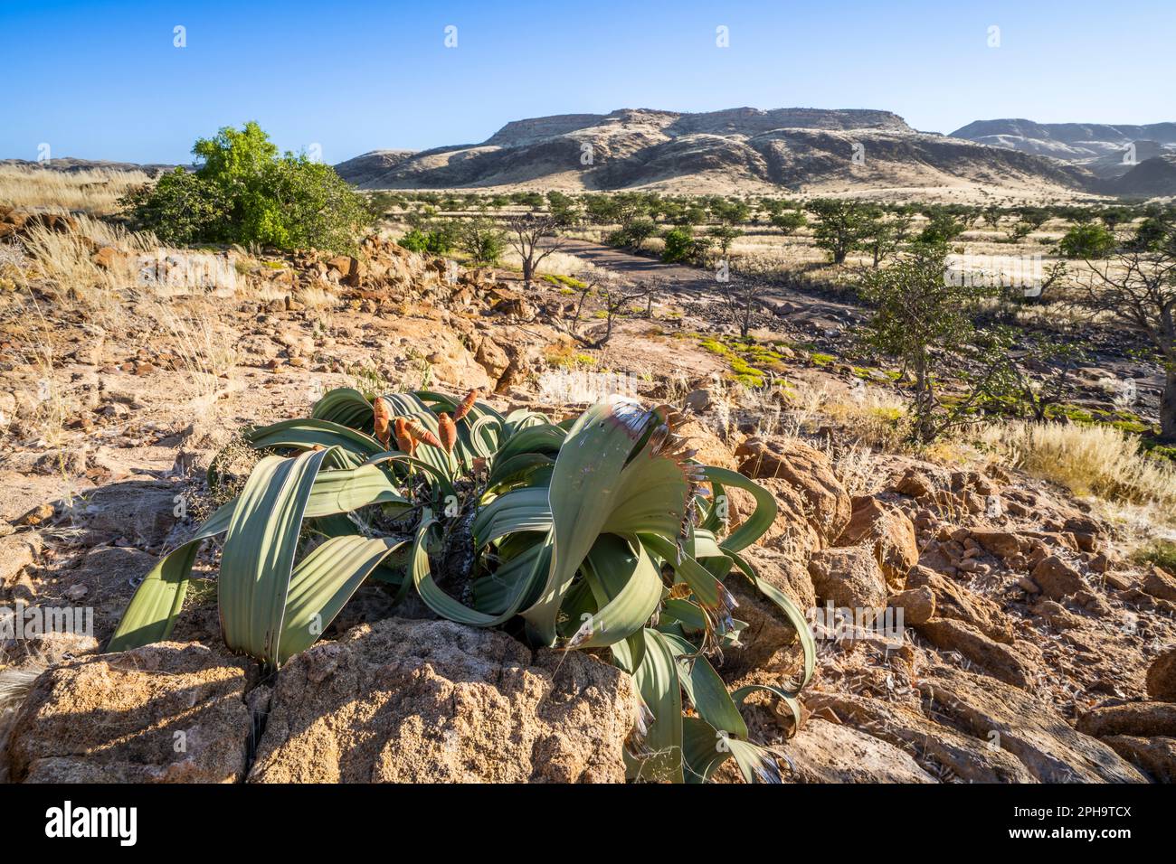 Welwitschias, Welwitschia mirabilis, plant with blossoms and blue sky ...
