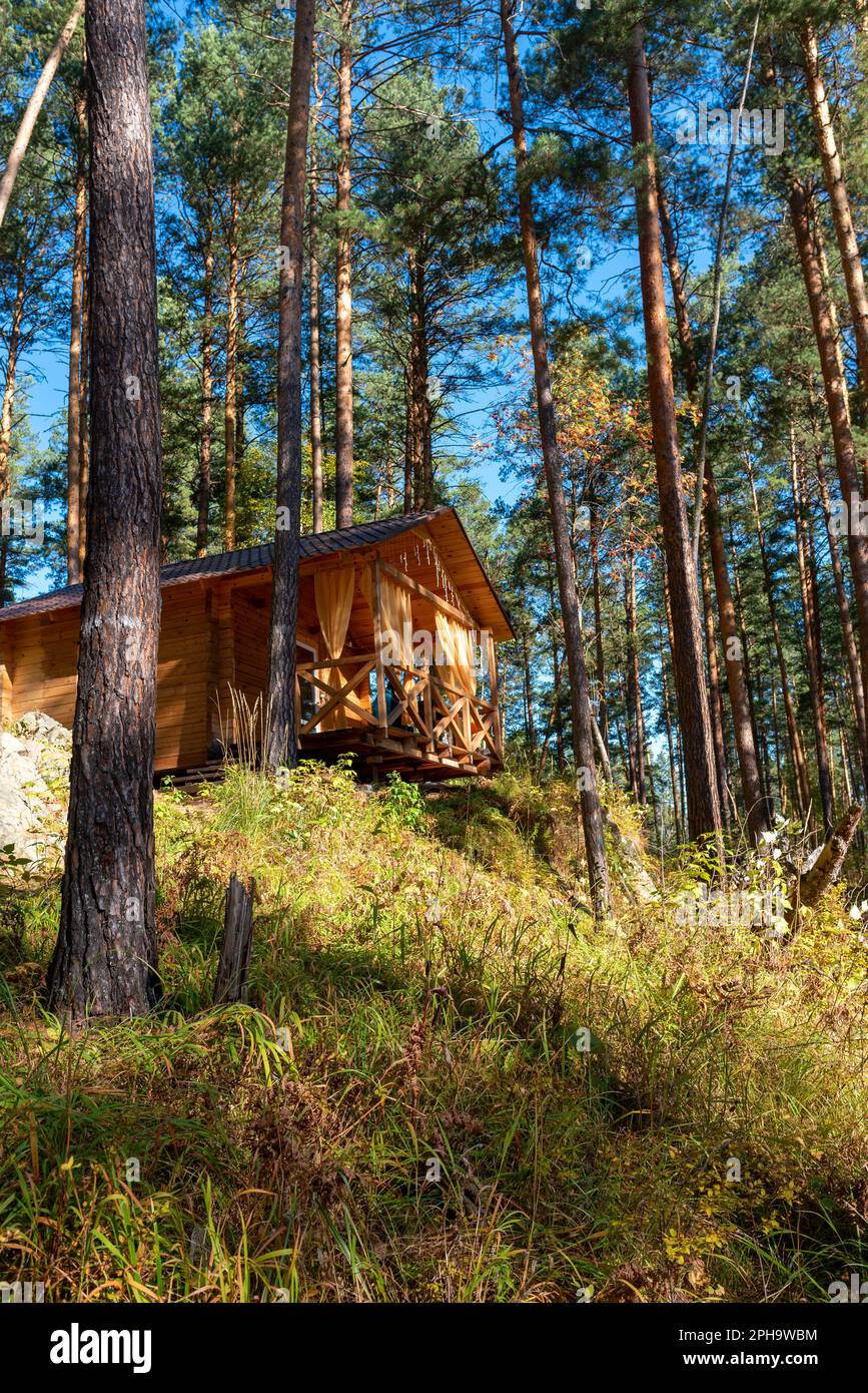 Altai trees up hi-res stock photography and images - Alamy