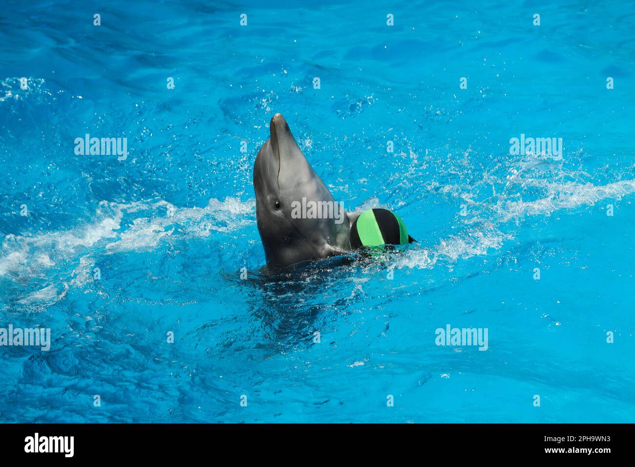Dolphin swimming with ball in pool at marine mammal park Stock Photo ...