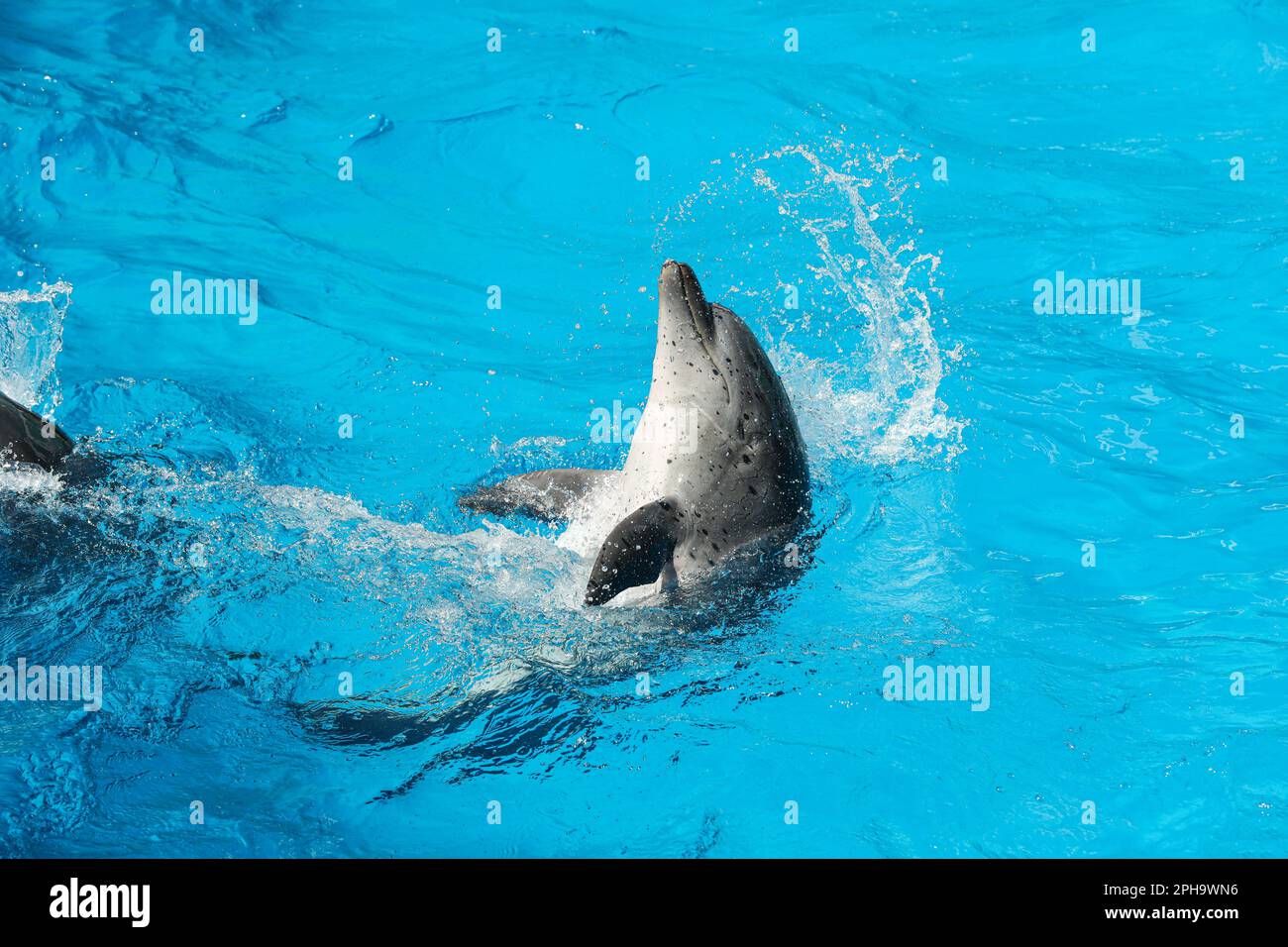 Dolphin swimming in pool at marine mammal park Stock Photo - Alamy