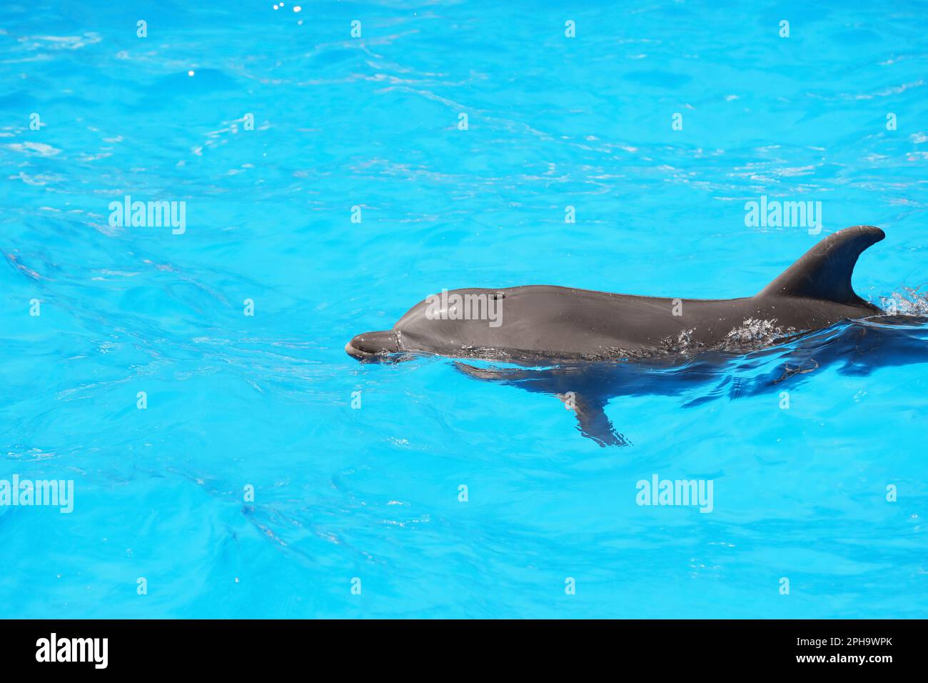 Dolphin swimming in pool at marine mammal park Stock Photo - Alamy
