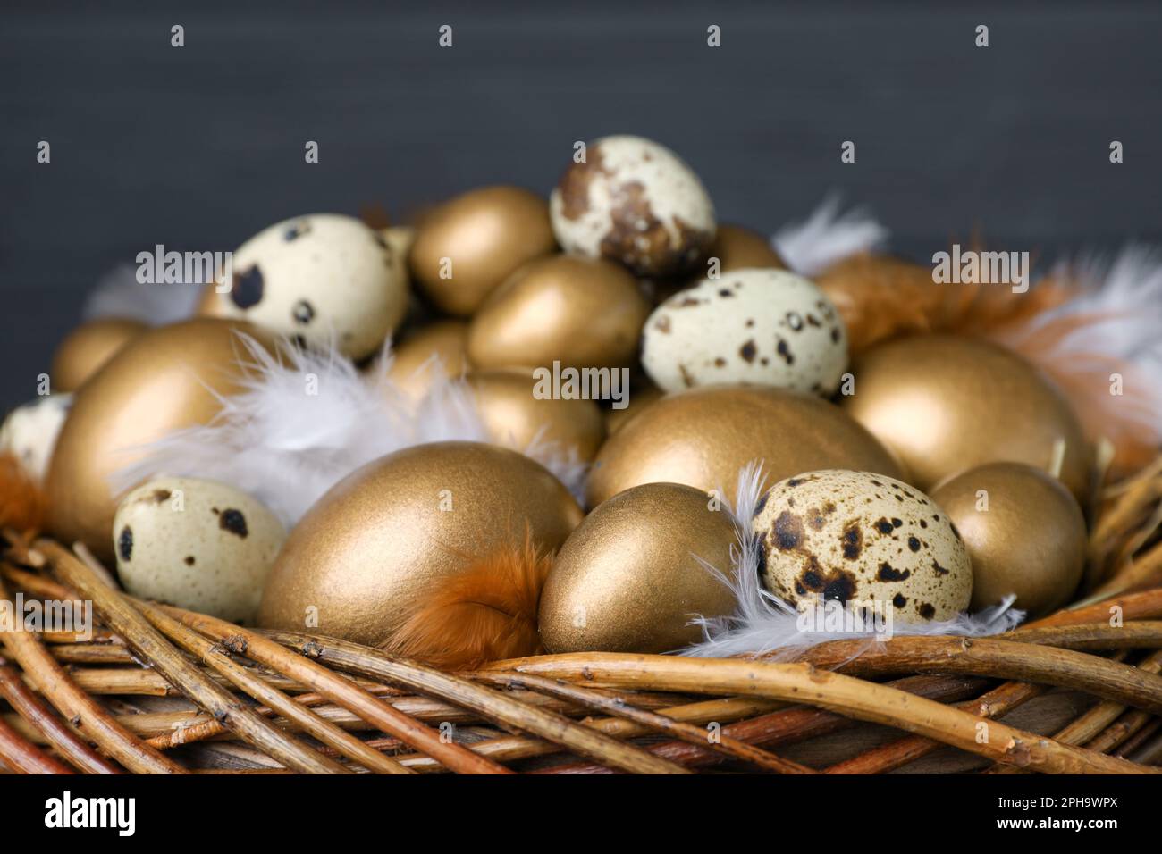Many golden and quail eggs in nest, closeup Stock Photo - Alamy