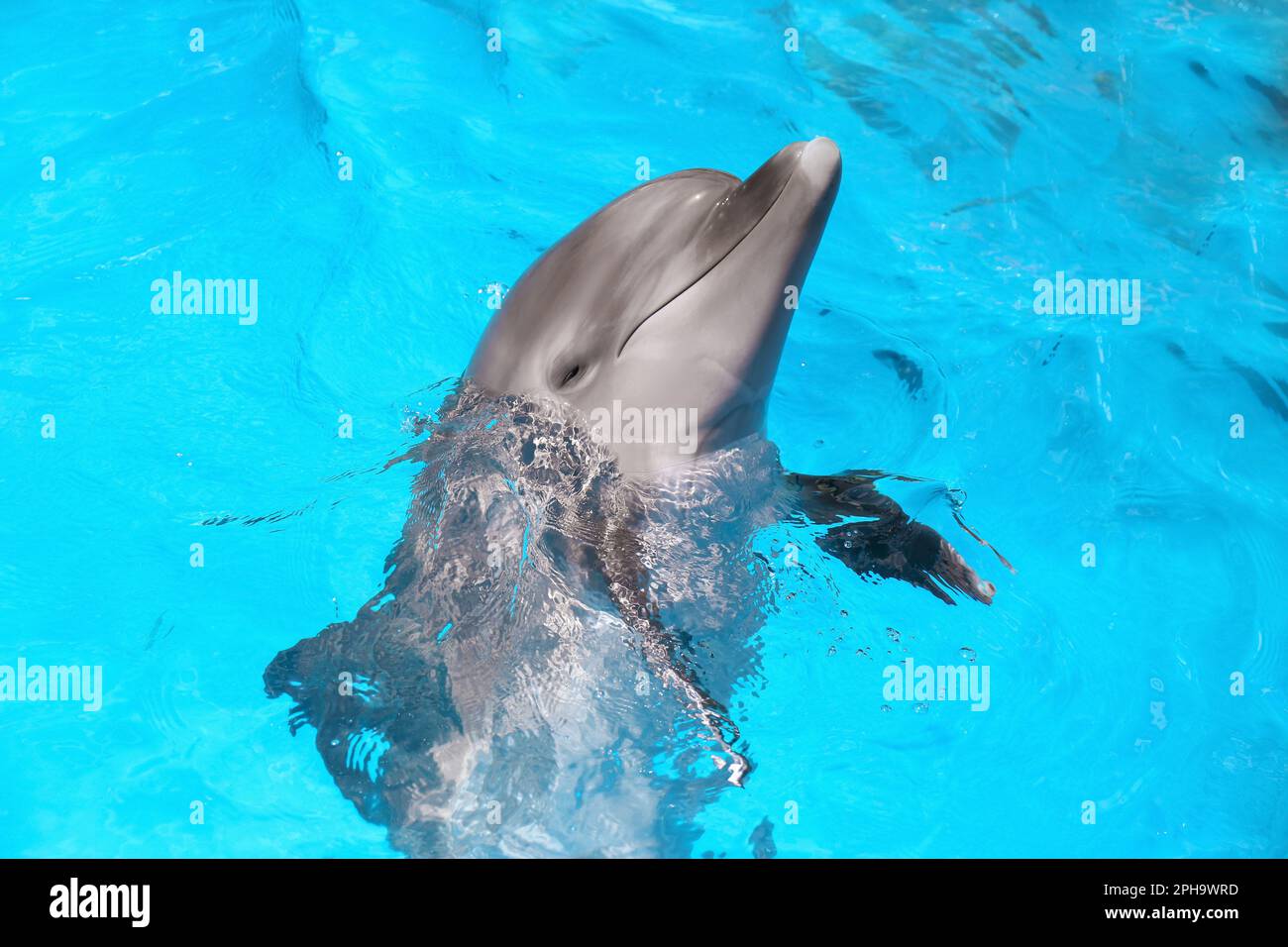 Dolphin swimming in pool at marine mammal park Stock Photo - Alamy