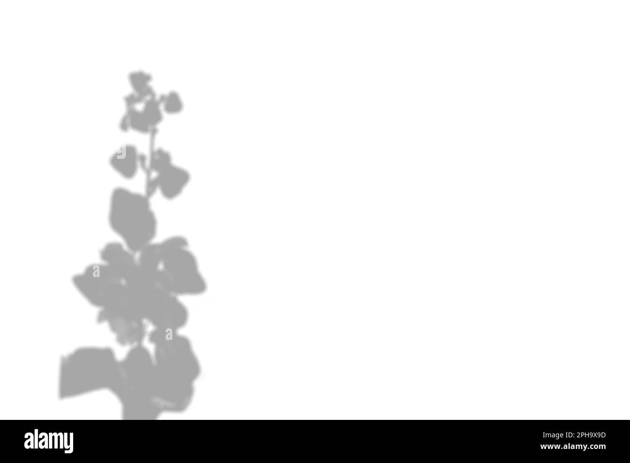 Display background plant shadow Black and White Stock Photos & Images ...