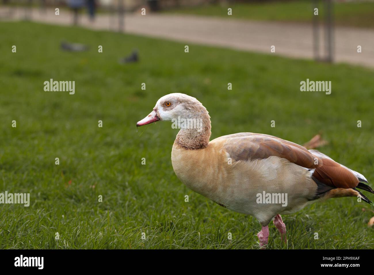 German duck breed hi-res stock photography and images - Alamy