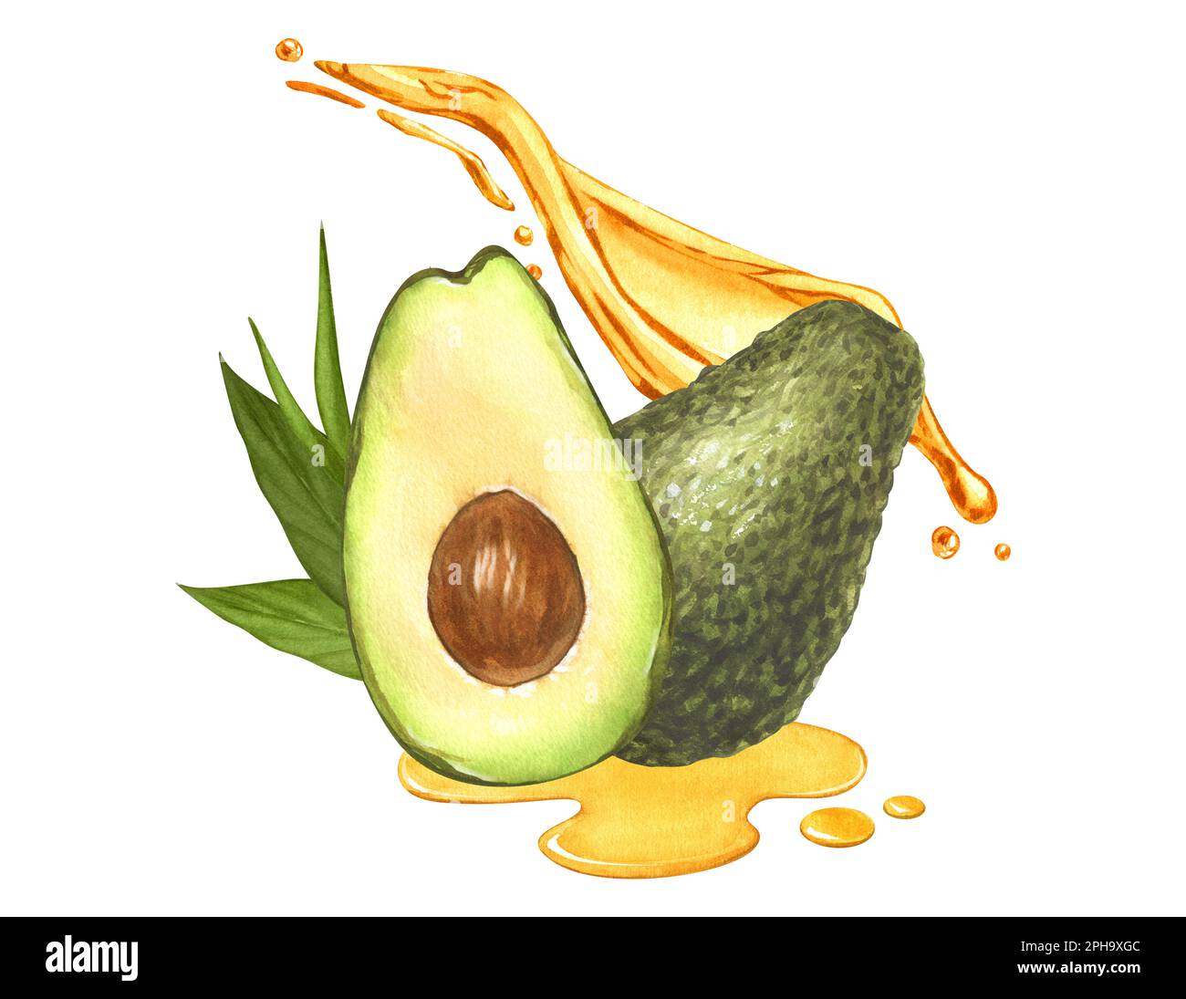 Watercolor ripe avocado, oil splash from avocado fruit. Hand-drawn ...