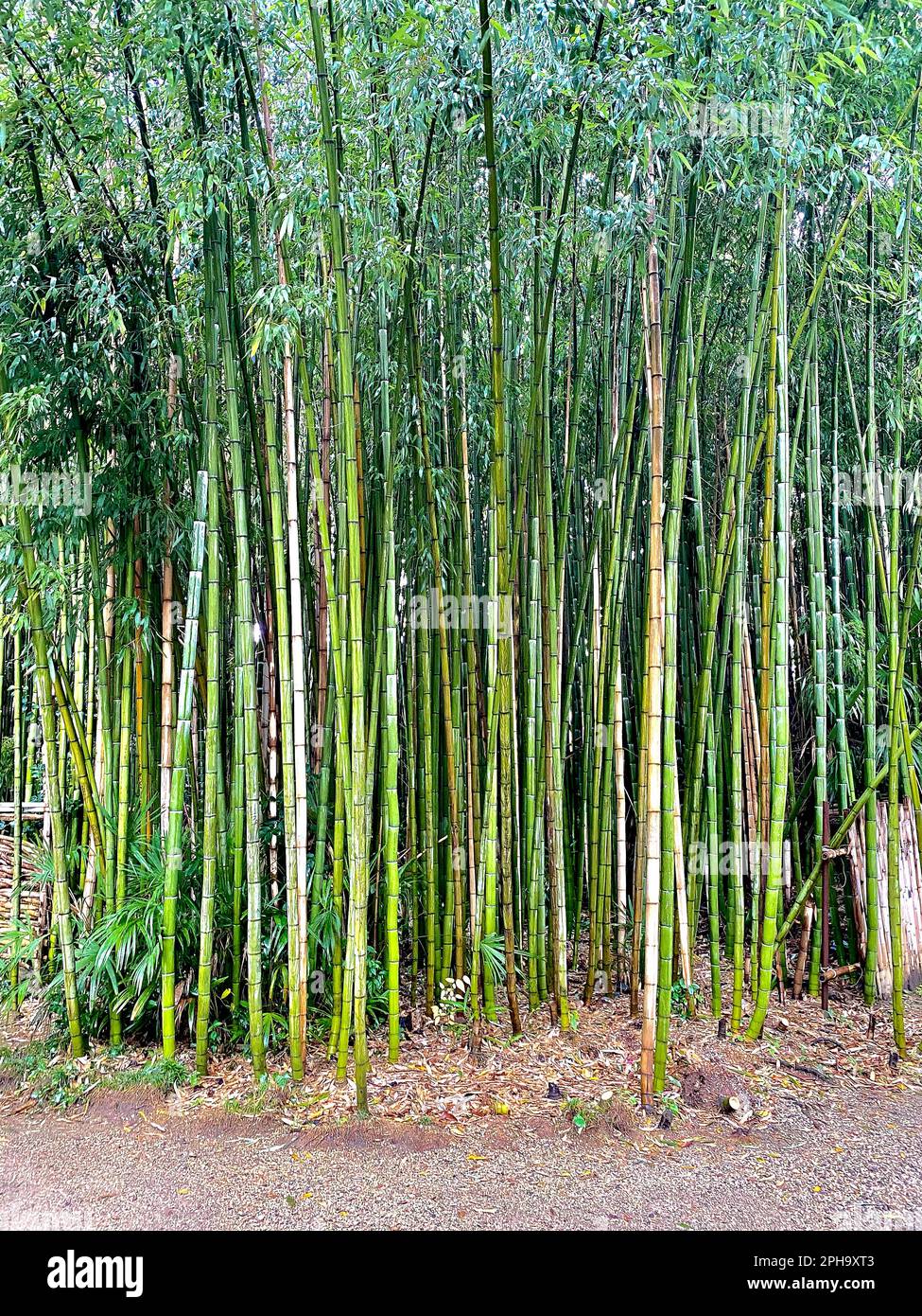 Bamboo branch in bamboo forest, beautiful green nature background Stock ...