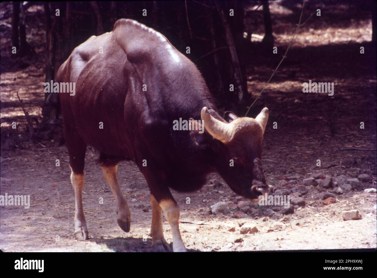 The gaur, also known as the Indian bison, is a bovine native to South ...