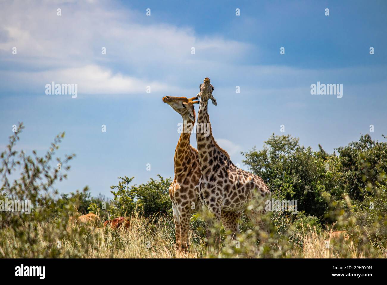 Couple of Giraffes in animal mating game in savannah, in Imire Rhino ...