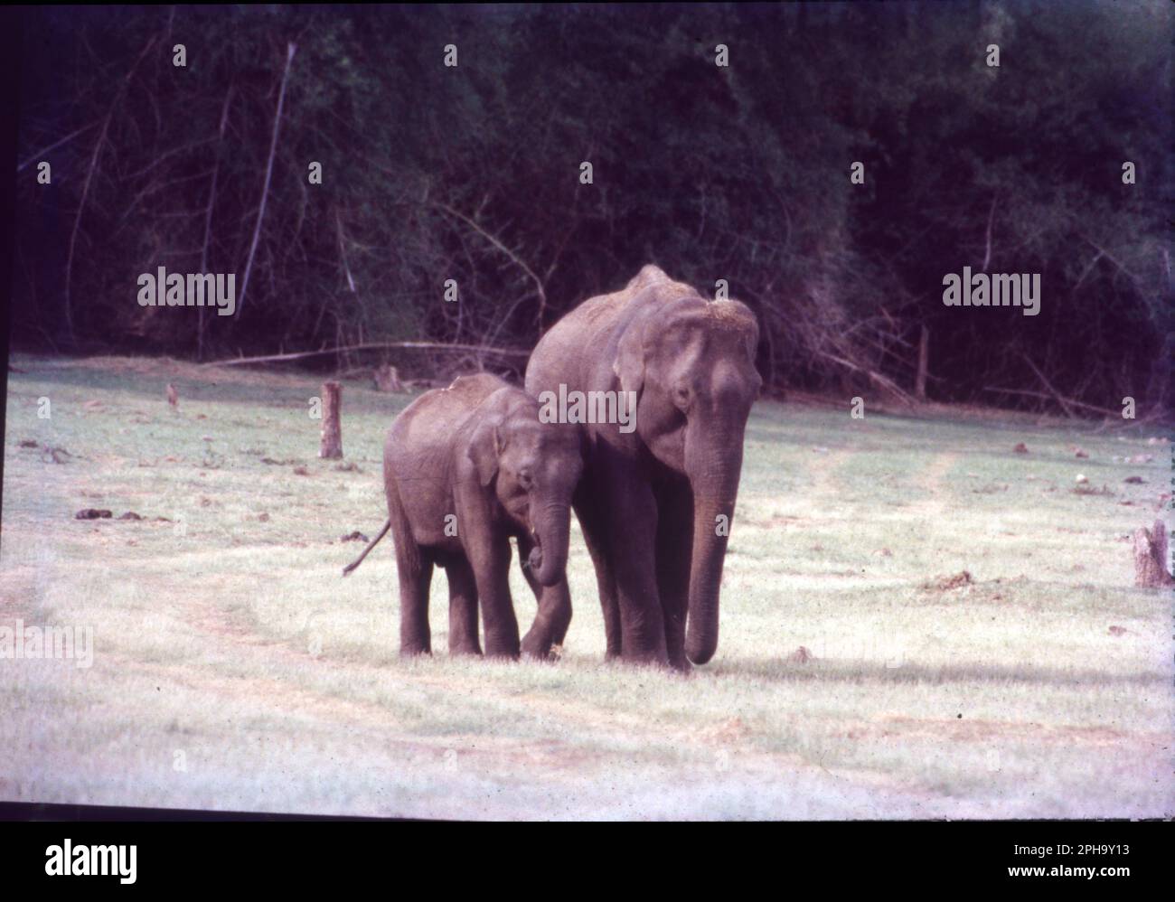 The Indian elephant is one of four extant recognised subspecies of the ...