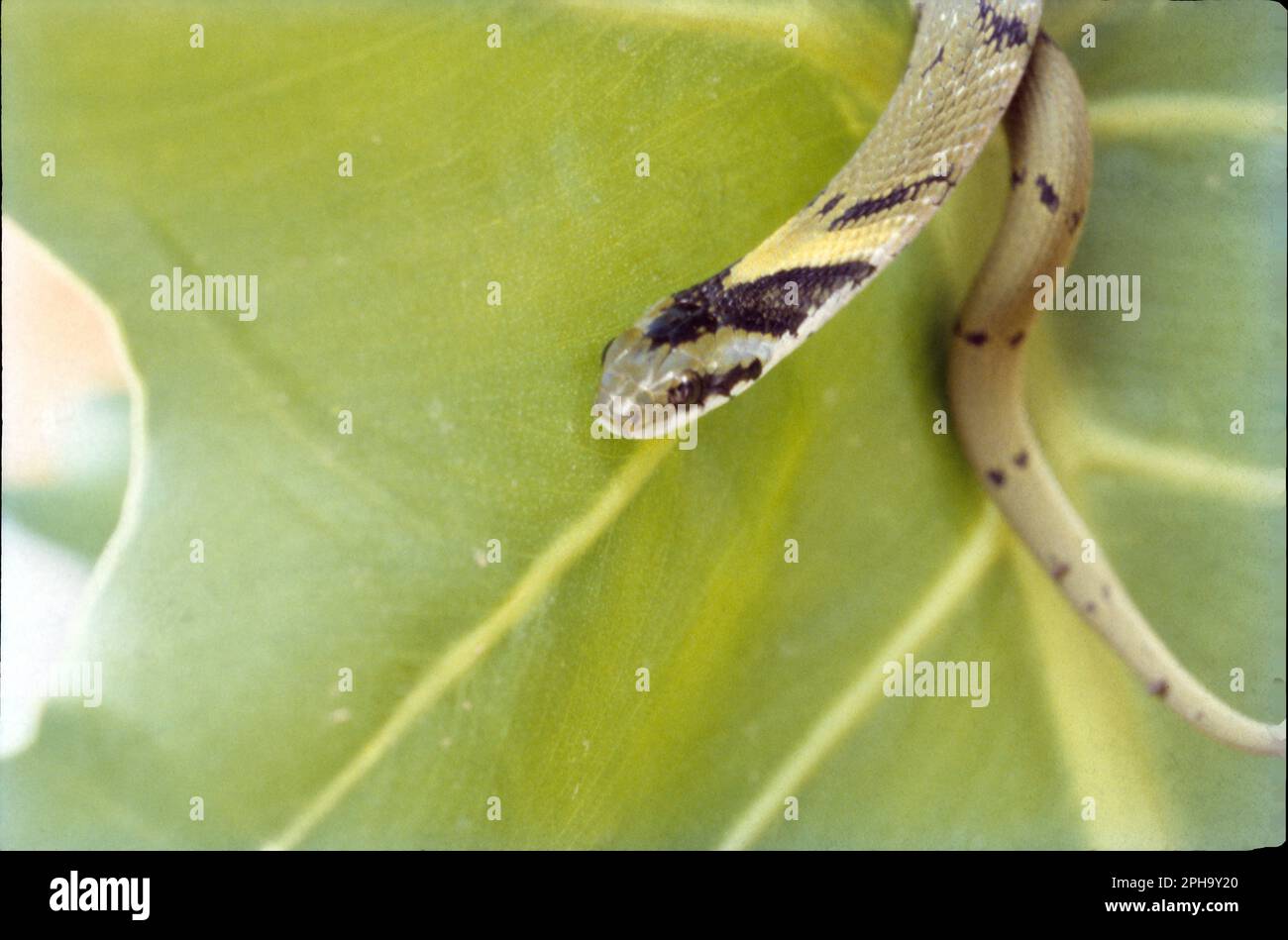 Rhabdophis plumbicolor, known as the green keelback or lead keelback ...