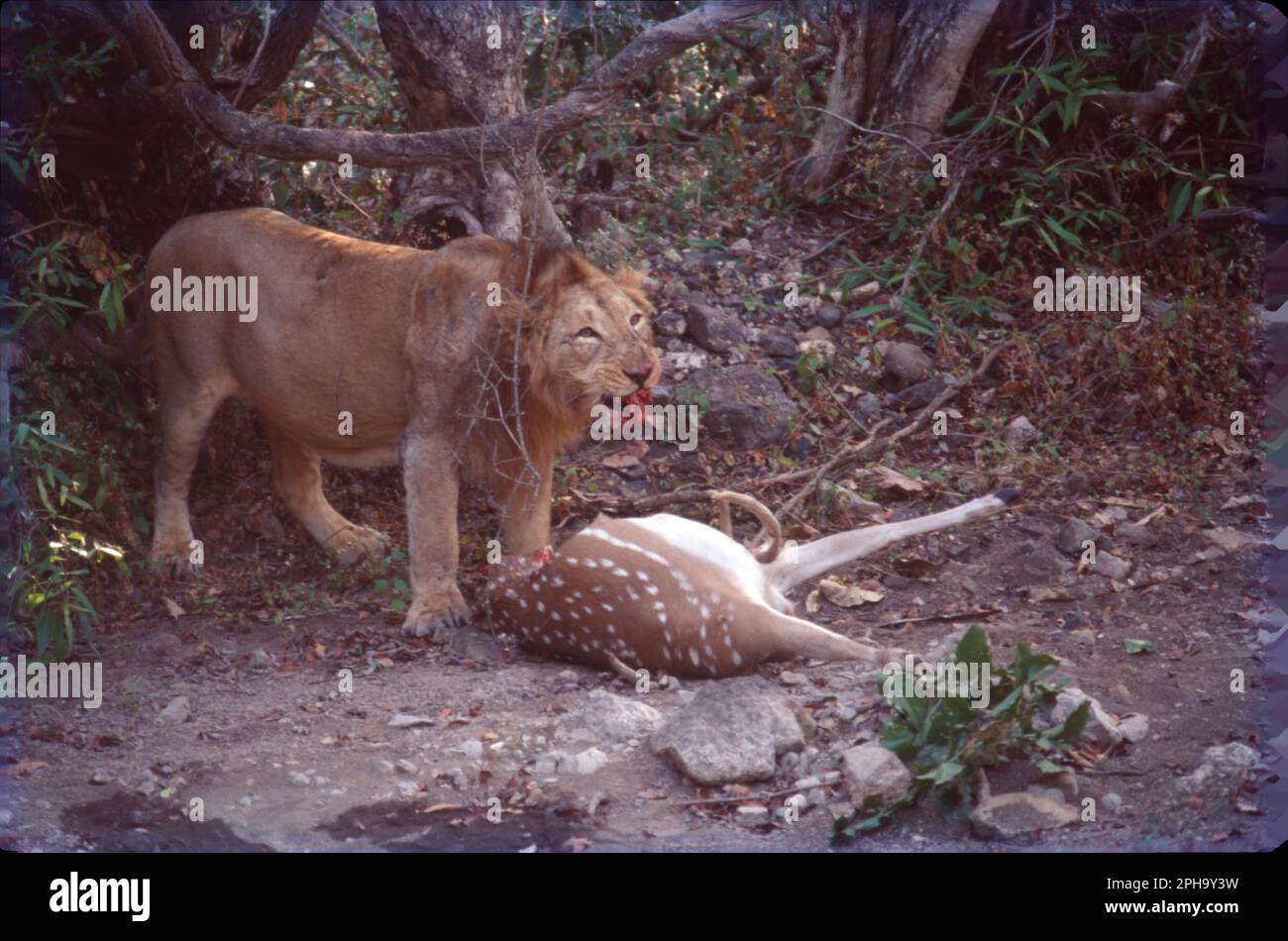 The Asiatic lion, also known as the Persian lion, is a population of ...