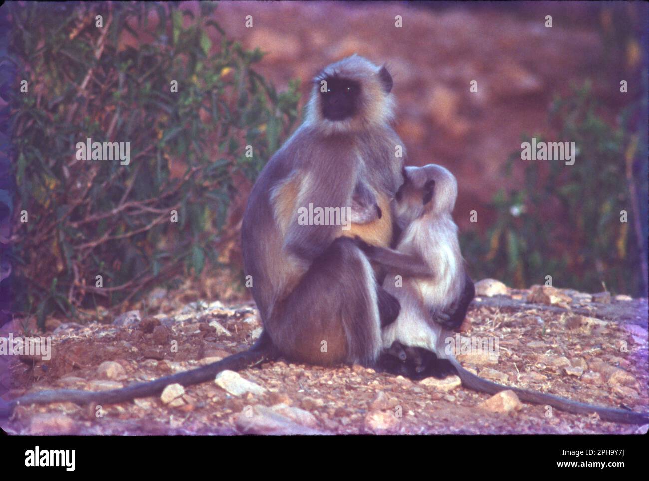 Among all other macaques in India, rhesus monkey (Macaca mulatta) is ...