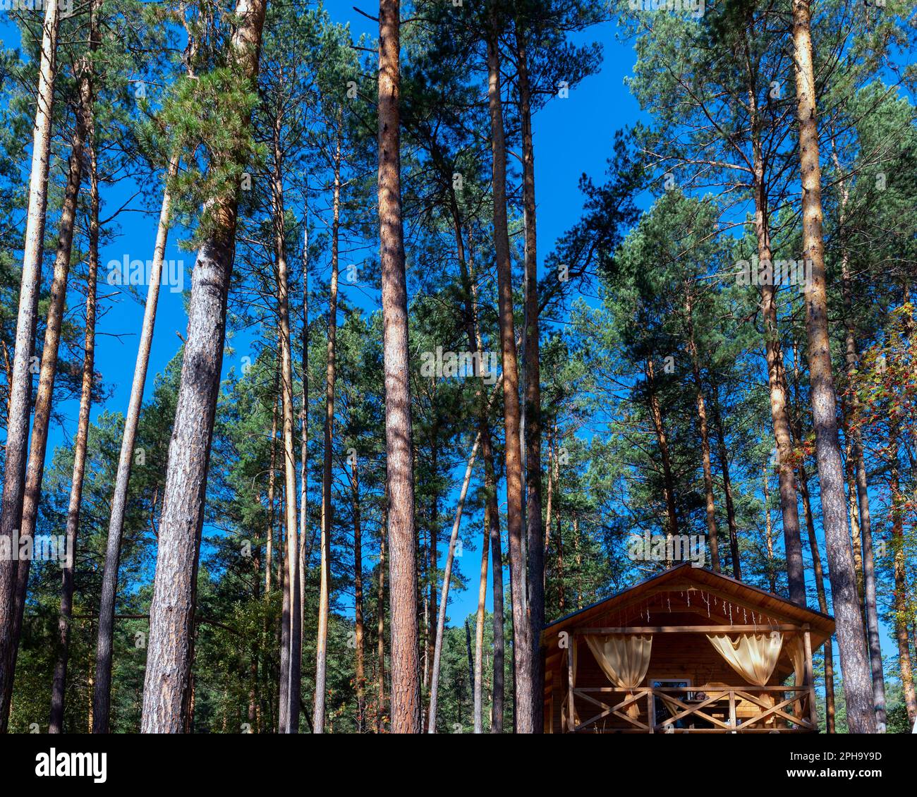Wooden holiday home on a mountain in a pine forest with a veranda with ...