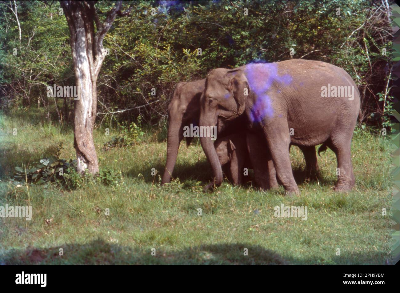 The Indian elephant is one of four extant recognised subspecies of the ...