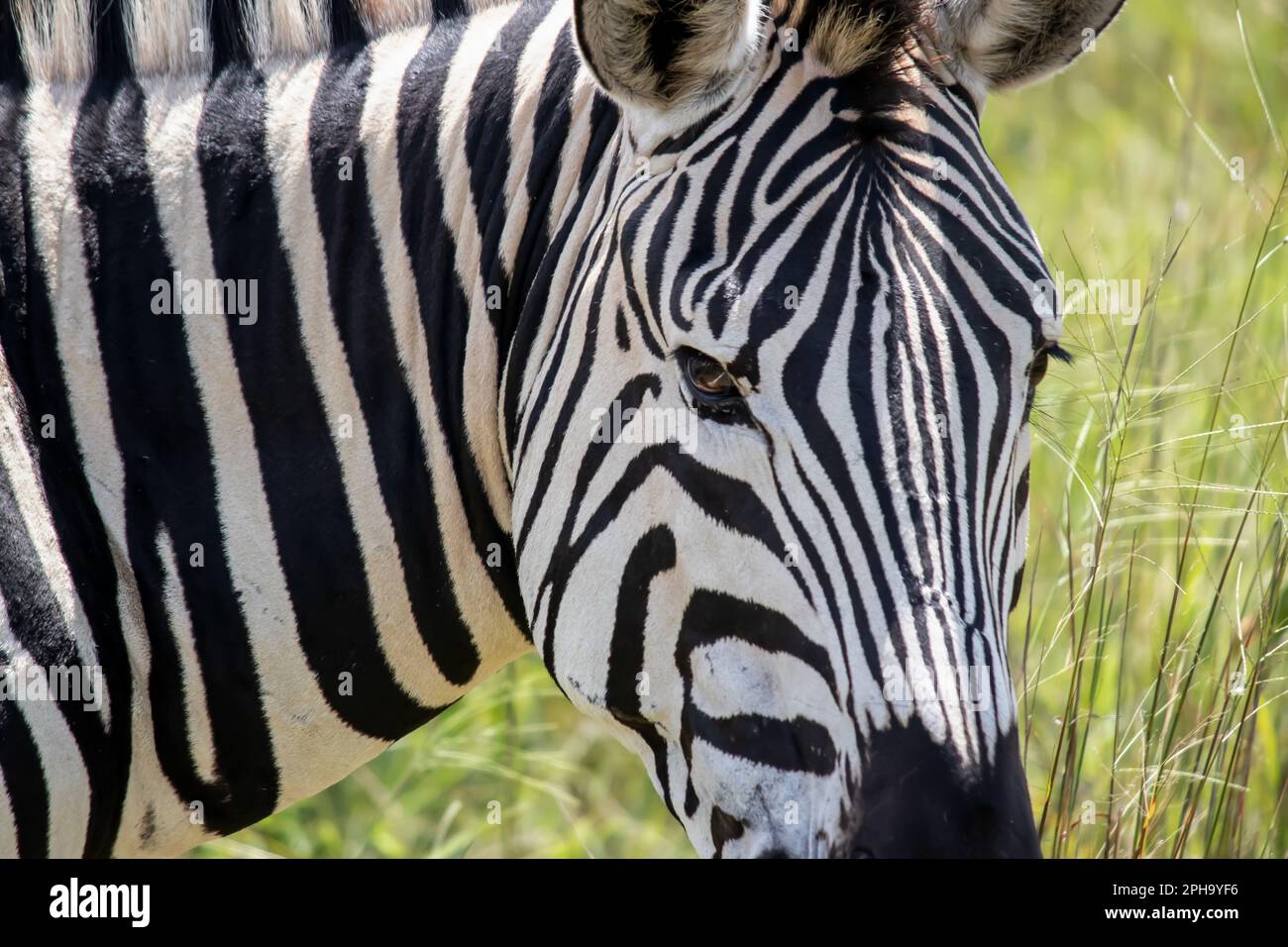 Zebra in her natural habitat in Imire Rhino and Wildlife Conservancy ...