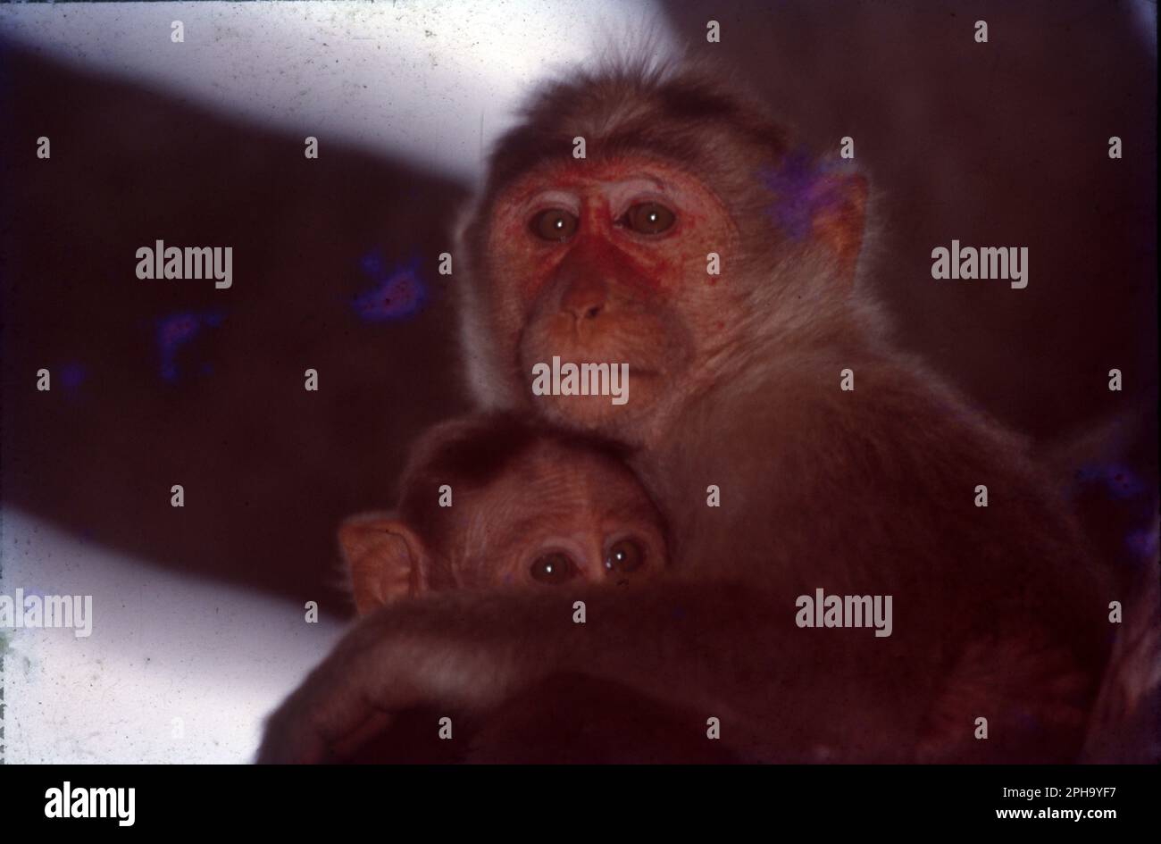 Among all other macaques in India, rhesus monkey (Macaca mulatta) is ...