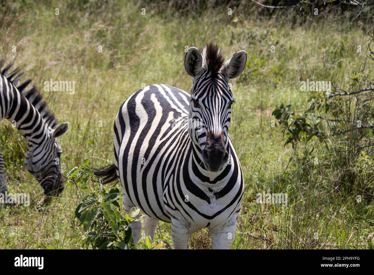 Zebra in her natural habitat in Imire Rhino and Wildlife Conservancy ...