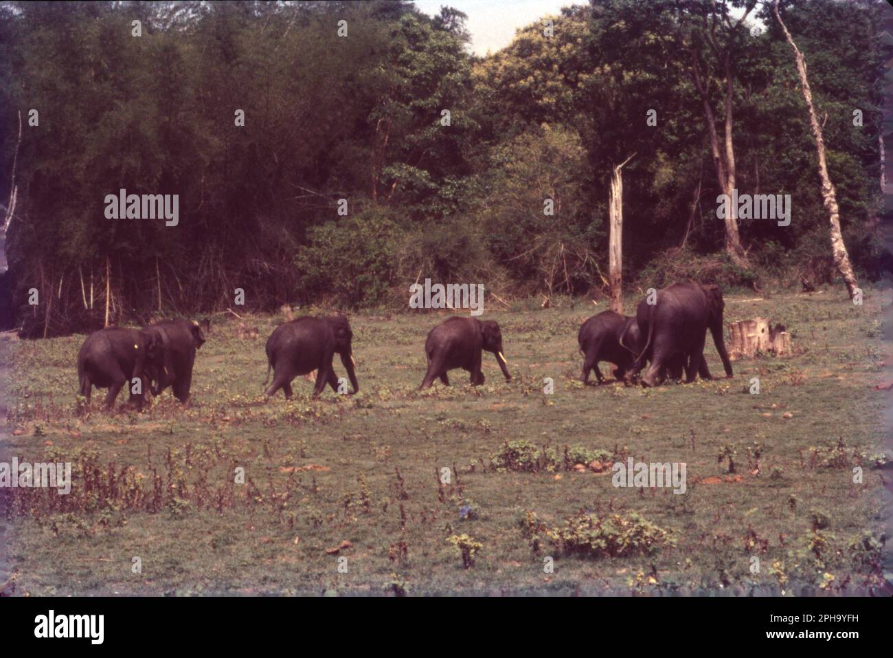 The Indian elephant is one of four extant recognised subspecies of the ...