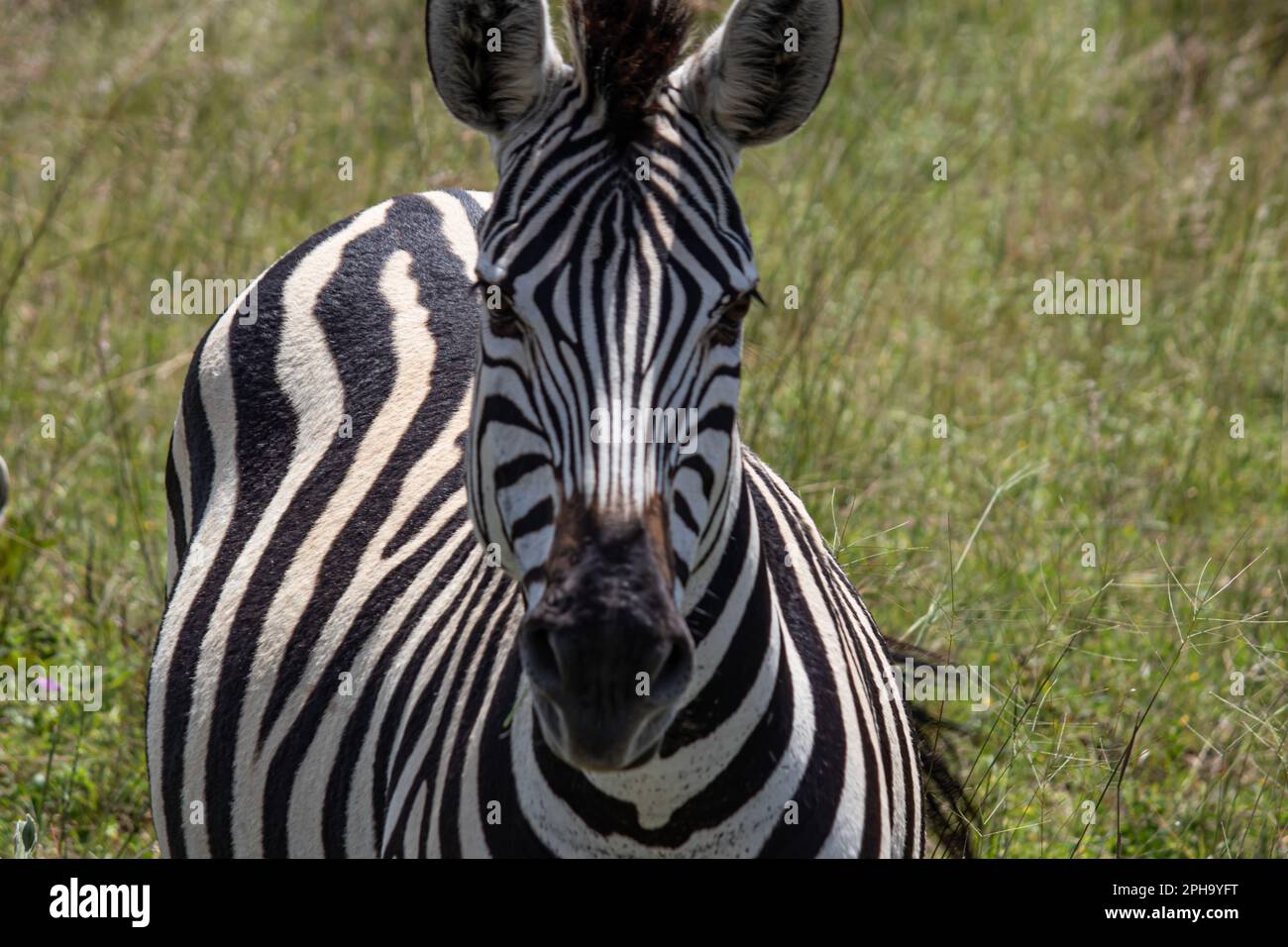 Zebra in her natural habitat in Imire Rhino and Wildlife Conservancy ...