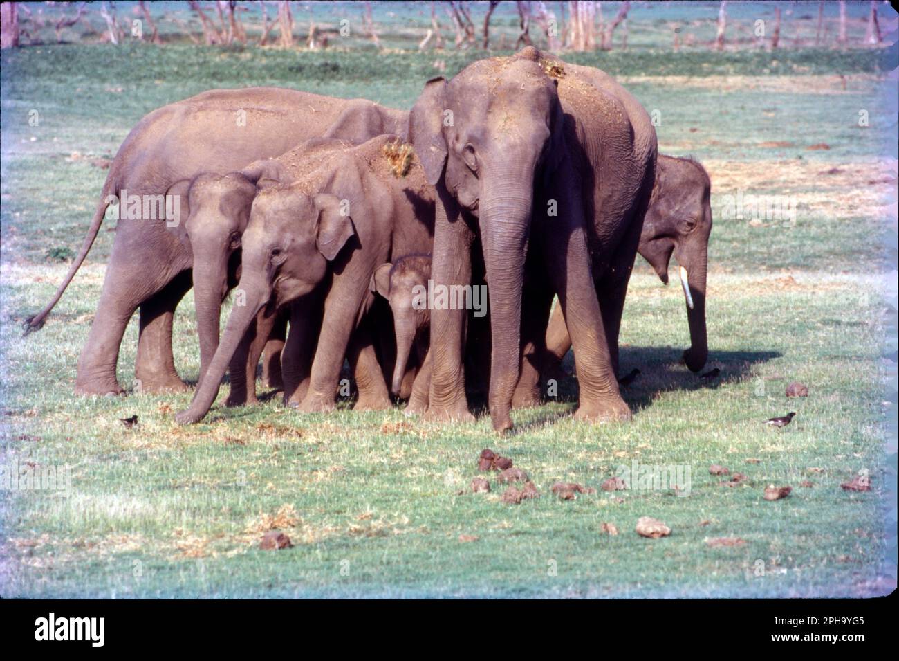 The Indian elephant is one of four extant recognised subspecies of the ...