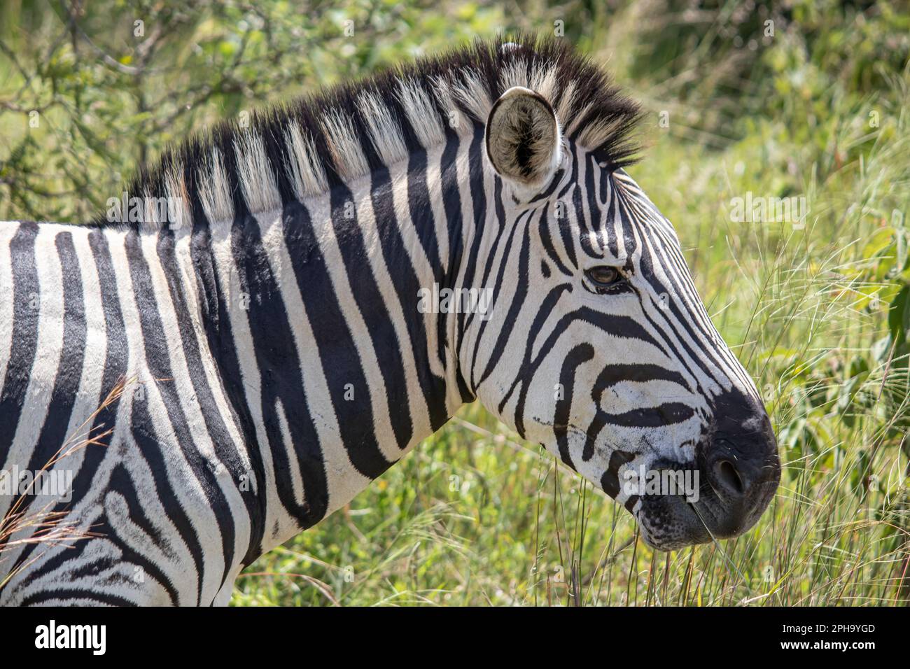 Zebra in her natural habitat in Imire Rhino and Wildlife Conservancy ...