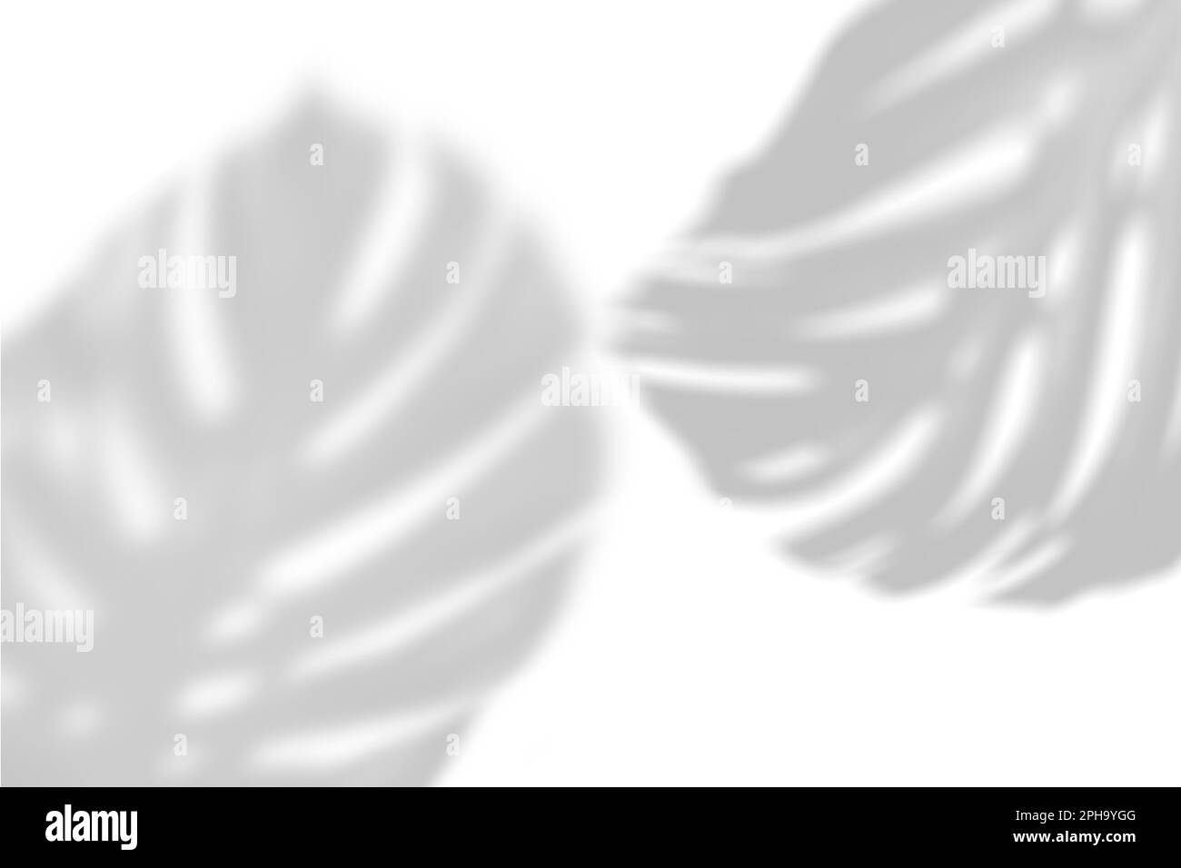 Monstera shadows on wall Black and White Stock Photos & Images - Alamy