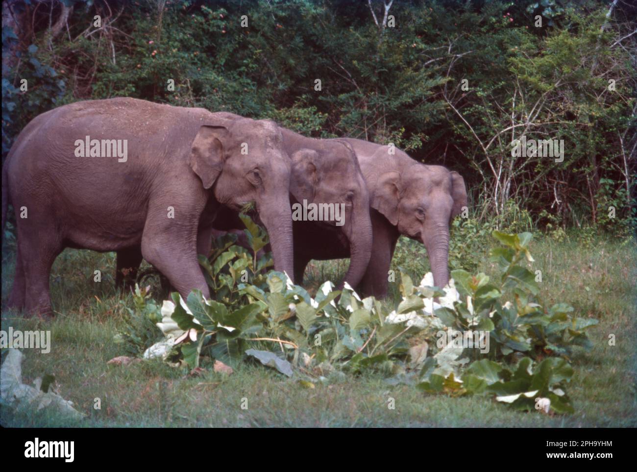 The Indian elephant is one of four extant recognised subspecies of the ...